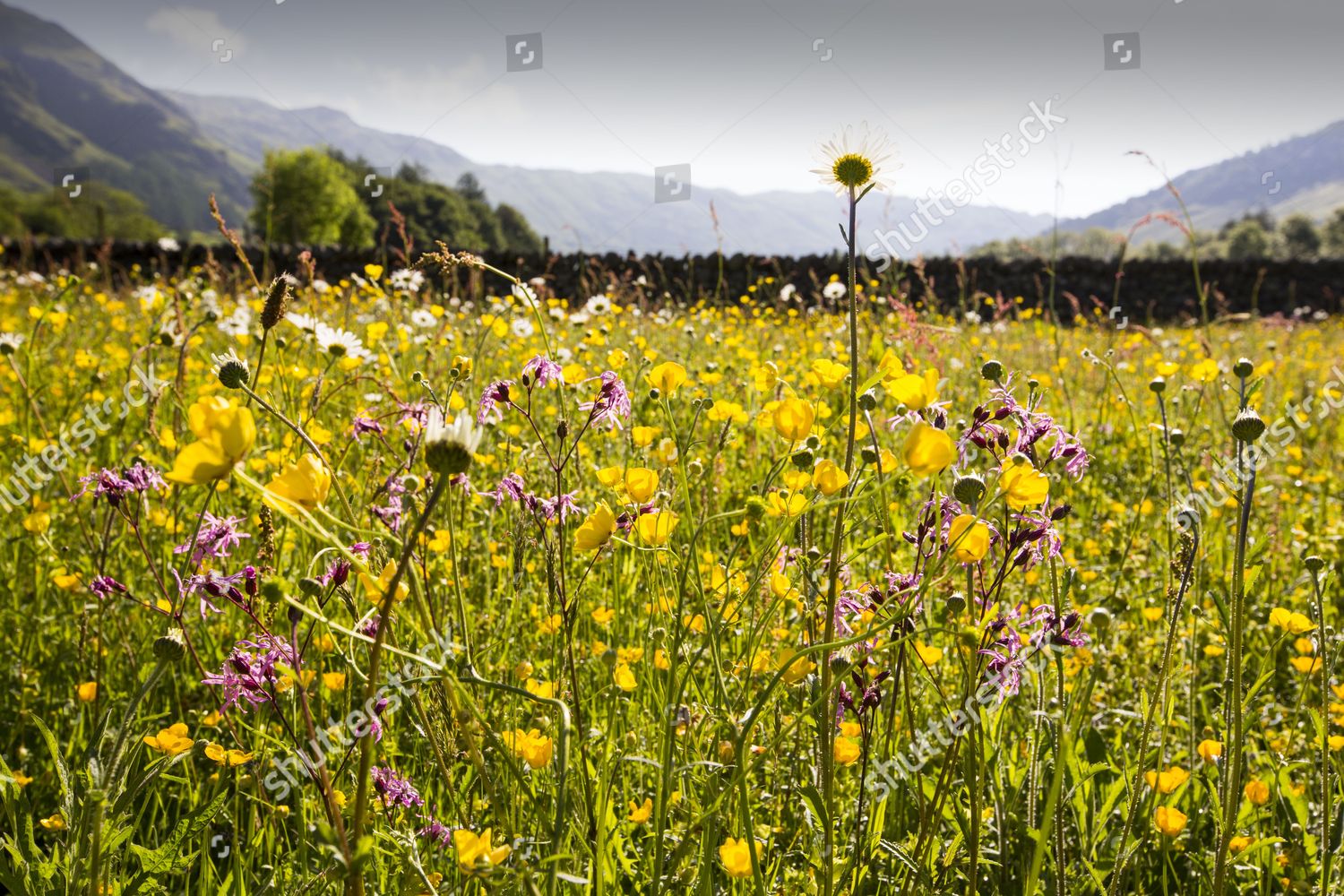 Traditional Hay Meadows Head Langdale Valley Editorial Stock Photo ...