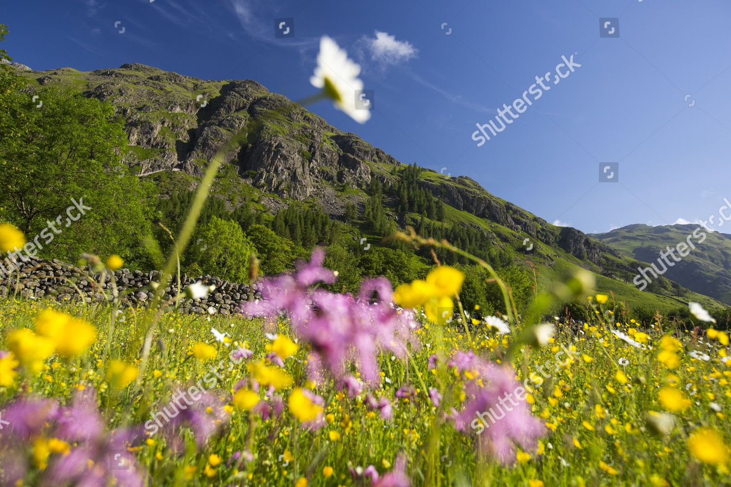 Traditional Hay Meadows Head Langdale Valley Editorial Stock Photo ...