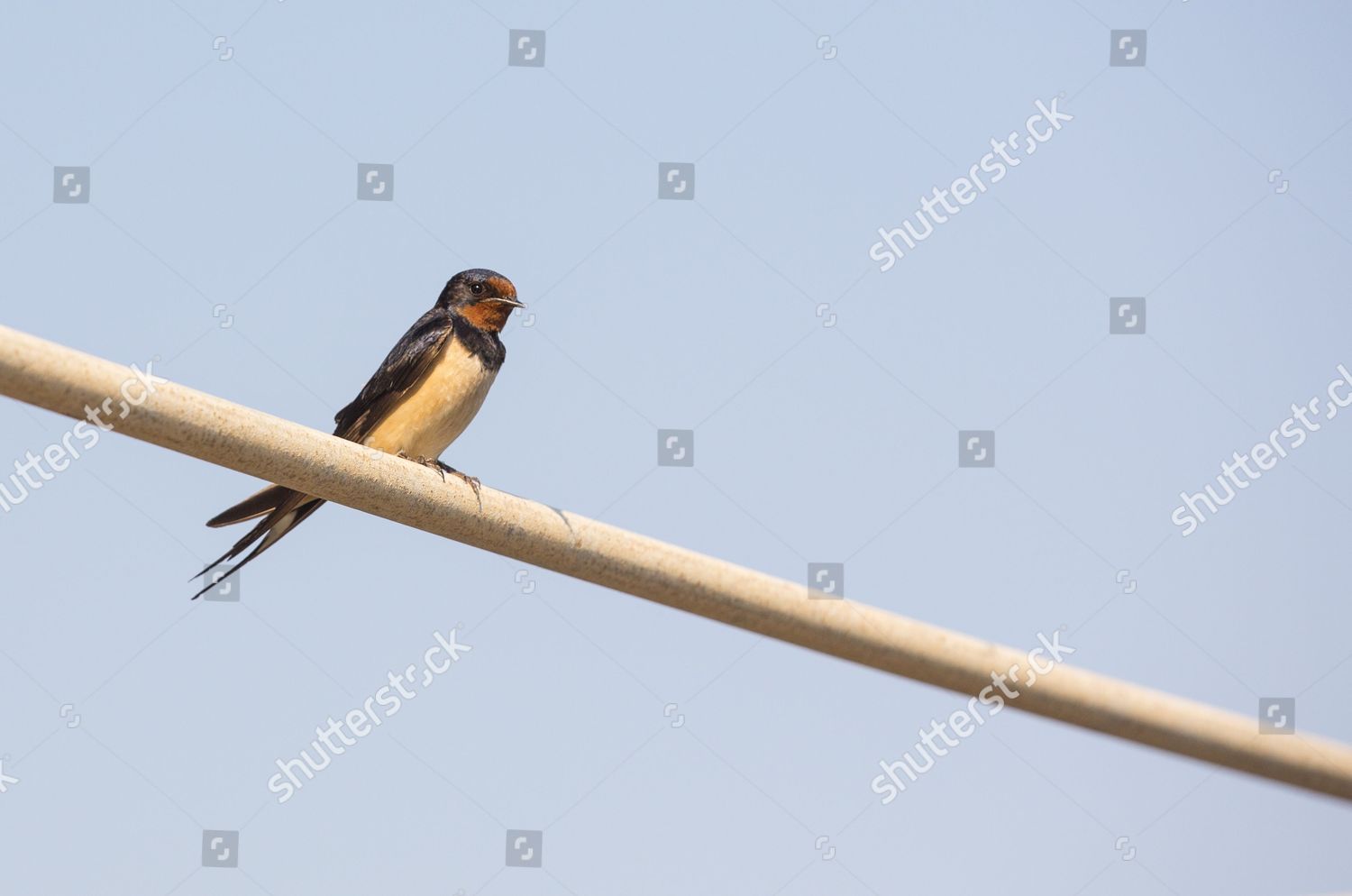Barn Swallow Hirundo Rustica Sivota Greece Editorial Stock Photo ...