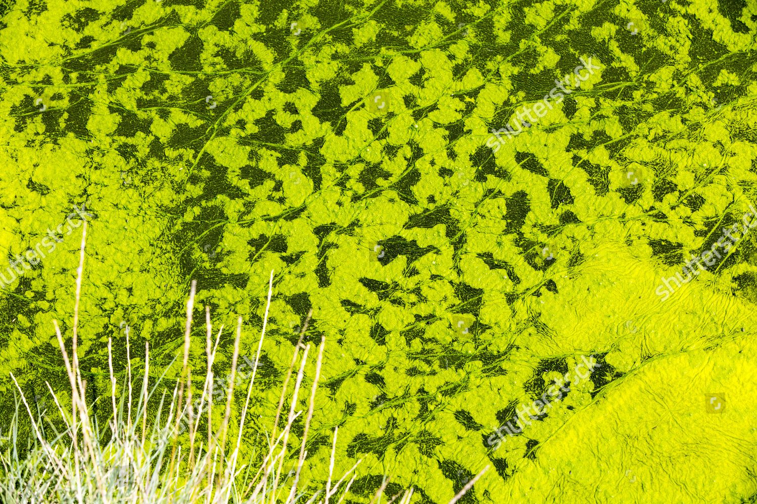 Green Algae On Surface Rockpool On Editorial Stock Photo - Stock Image ...