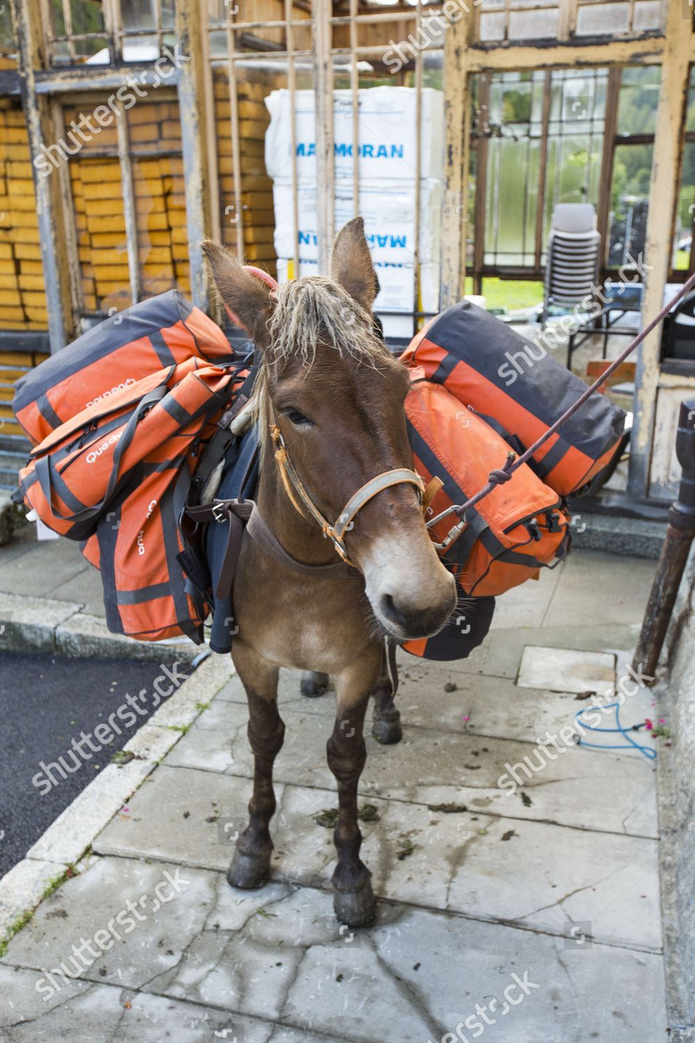 Mule Loaded Bags Belonging Trekkers Doing Editorial Stock Photo - Stock ...
