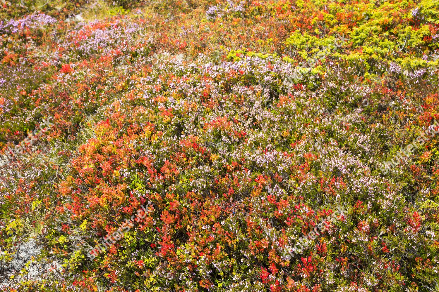 Bilberry Plants Turning Red Late Summer Editorial Stock Photo - Stock ...