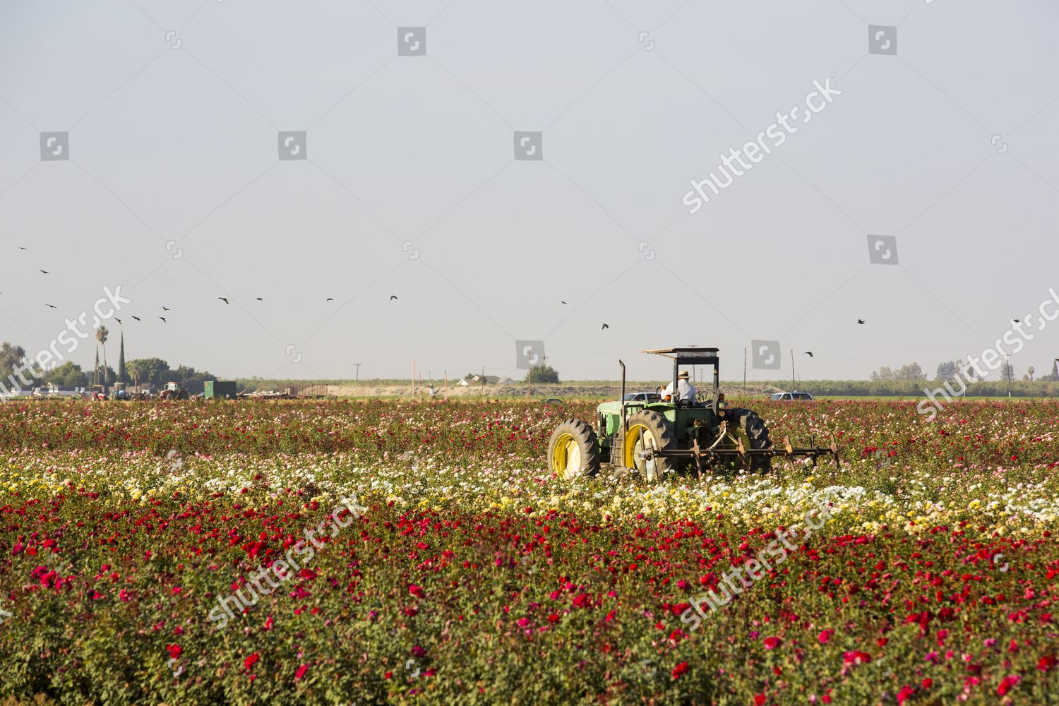 Farmer Tractor Field Roses Wasco Central Editorial Stock Photo - Stock ...
