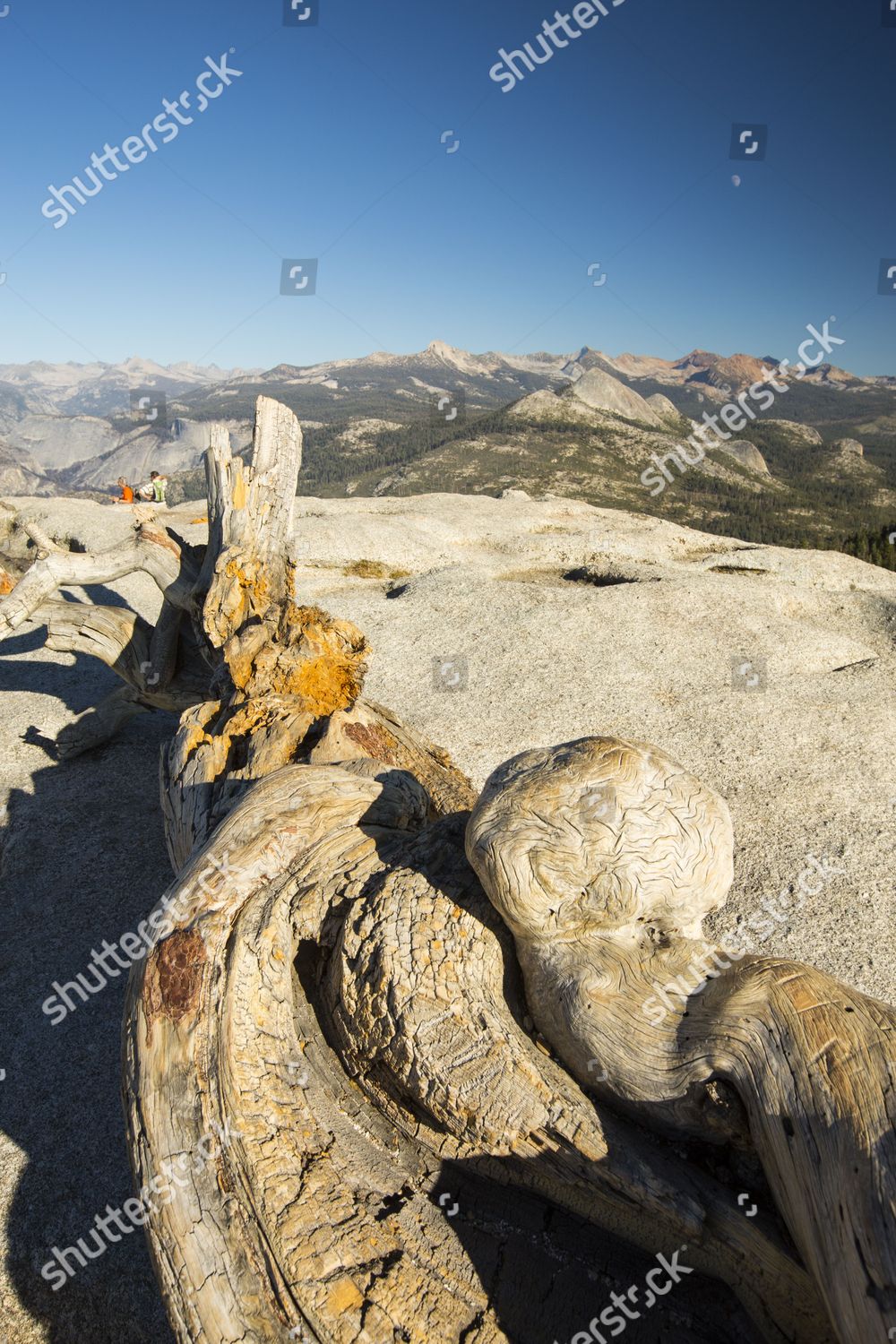 Ancient Dead Tree On Sentinel Dome Editorial Stock Photo - Stock Image ...