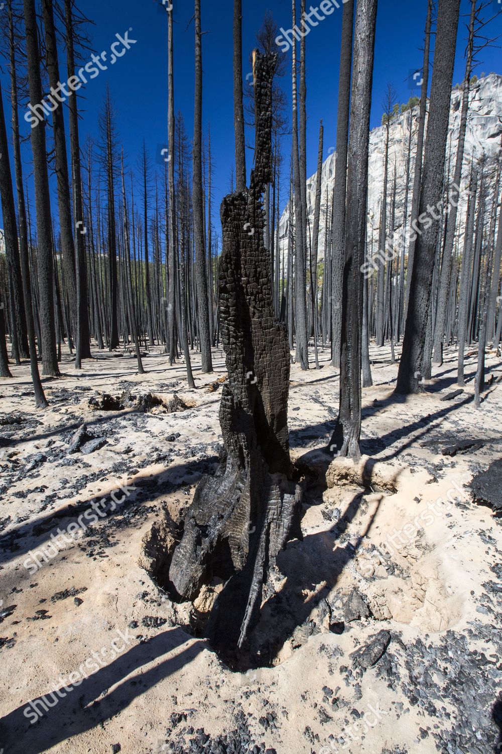 Forest Fire Destroys Area Forest Little Editorial Stock Photo - Stock ...