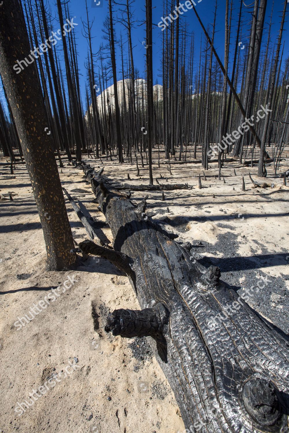 Forest Fire Destroys Area Forest Little Editorial Stock Photo - Stock ...
