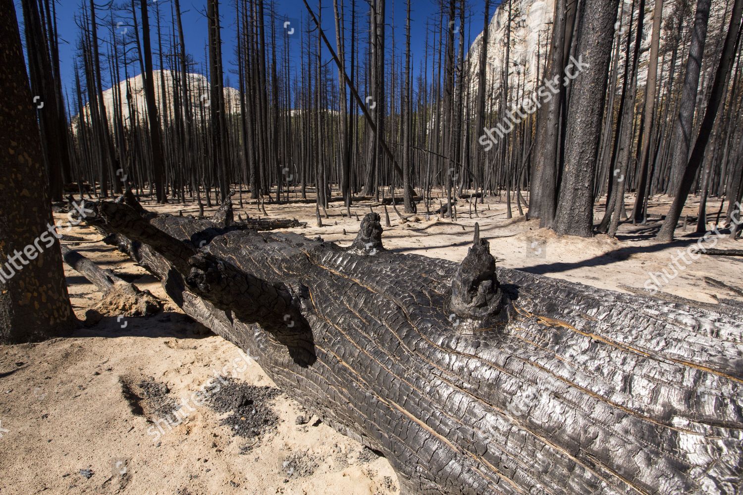 Forest Fire Destroys Area Forest Little Editorial Stock Photo - Stock ...
