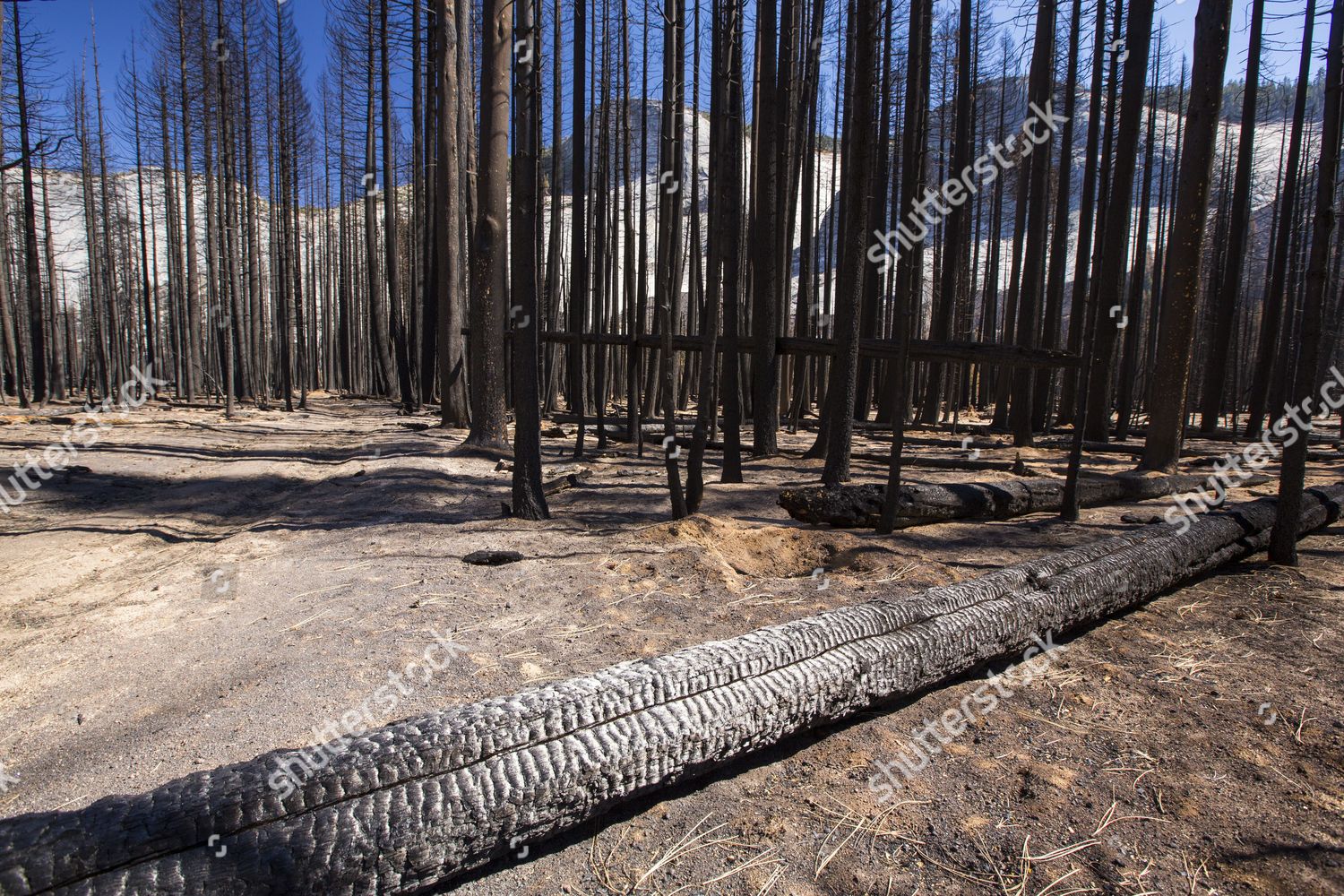 Forest Fire Destroys Area Forest Little Editorial Stock Photo - Stock ...