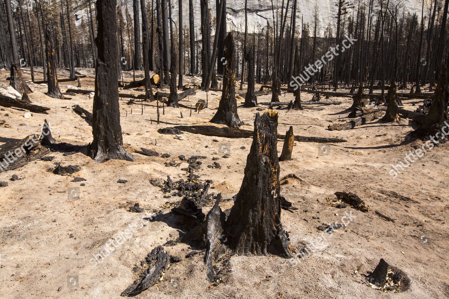 Forest Fire Destroys Area Forest Little Editorial Stock Photo - Stock ...