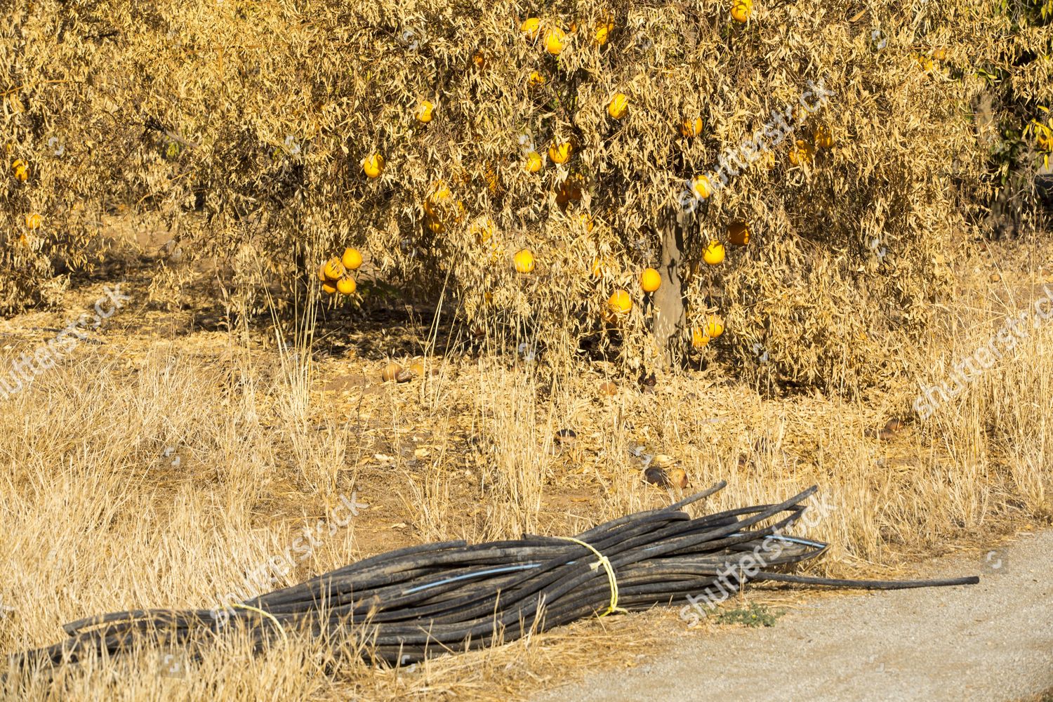 Dying Orange Trees That No Longer Editorial Stock Photo - Stock Image ...