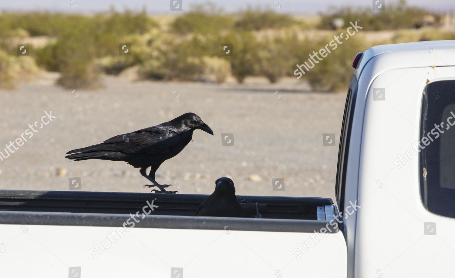 Ravens On Pickup Truck Trying Get Editorial Stock Photo - Stock Image ...