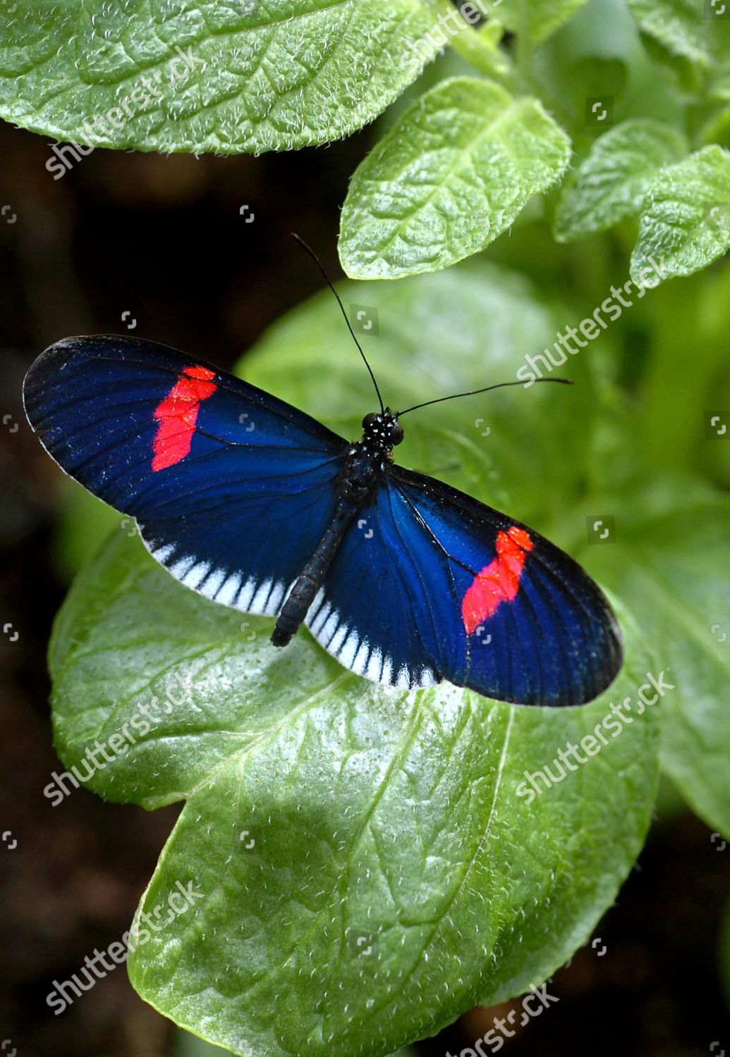 Clive Farrells Butterfly House His Home Editorial Stock Photo - Stock ...