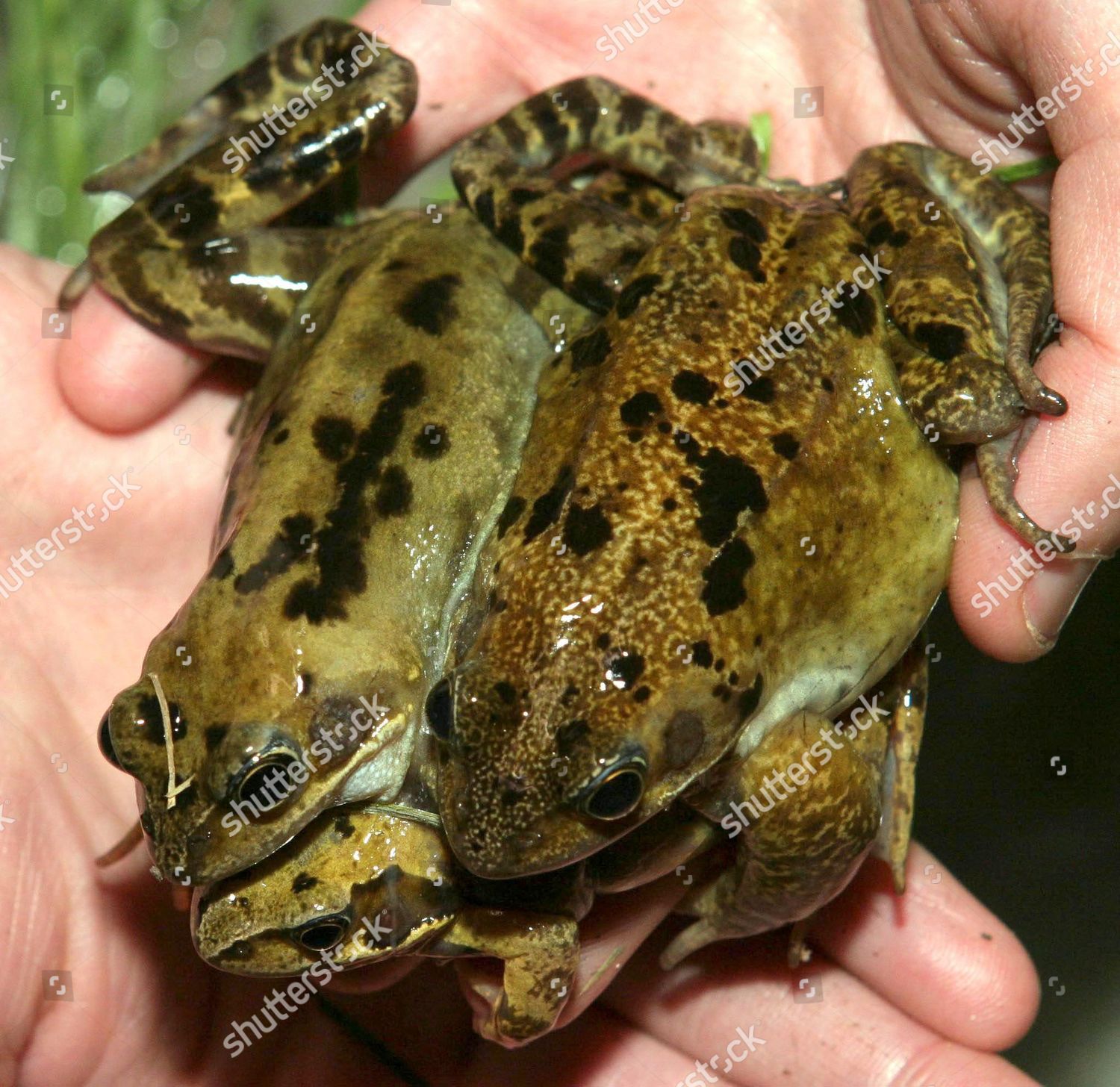 Rag Tag Bobtail Triplet Frog Found Editorial Stock Photo - Stock Image ...