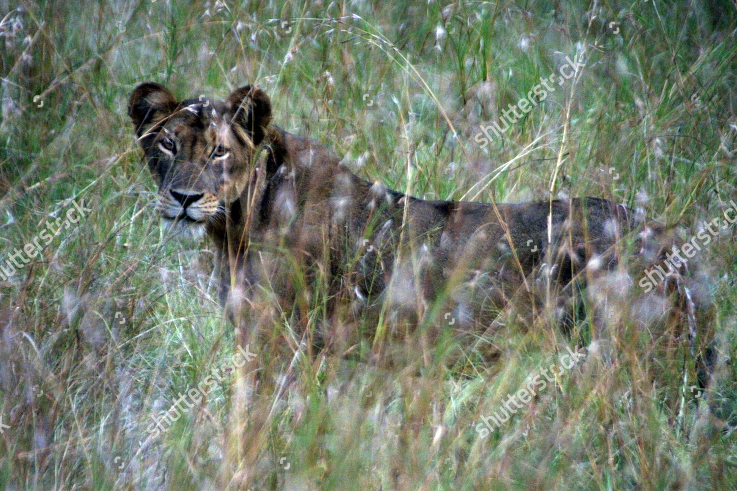 Lioness Queen Elizabeth National Park Ishasha Editorial Stock Photo ...