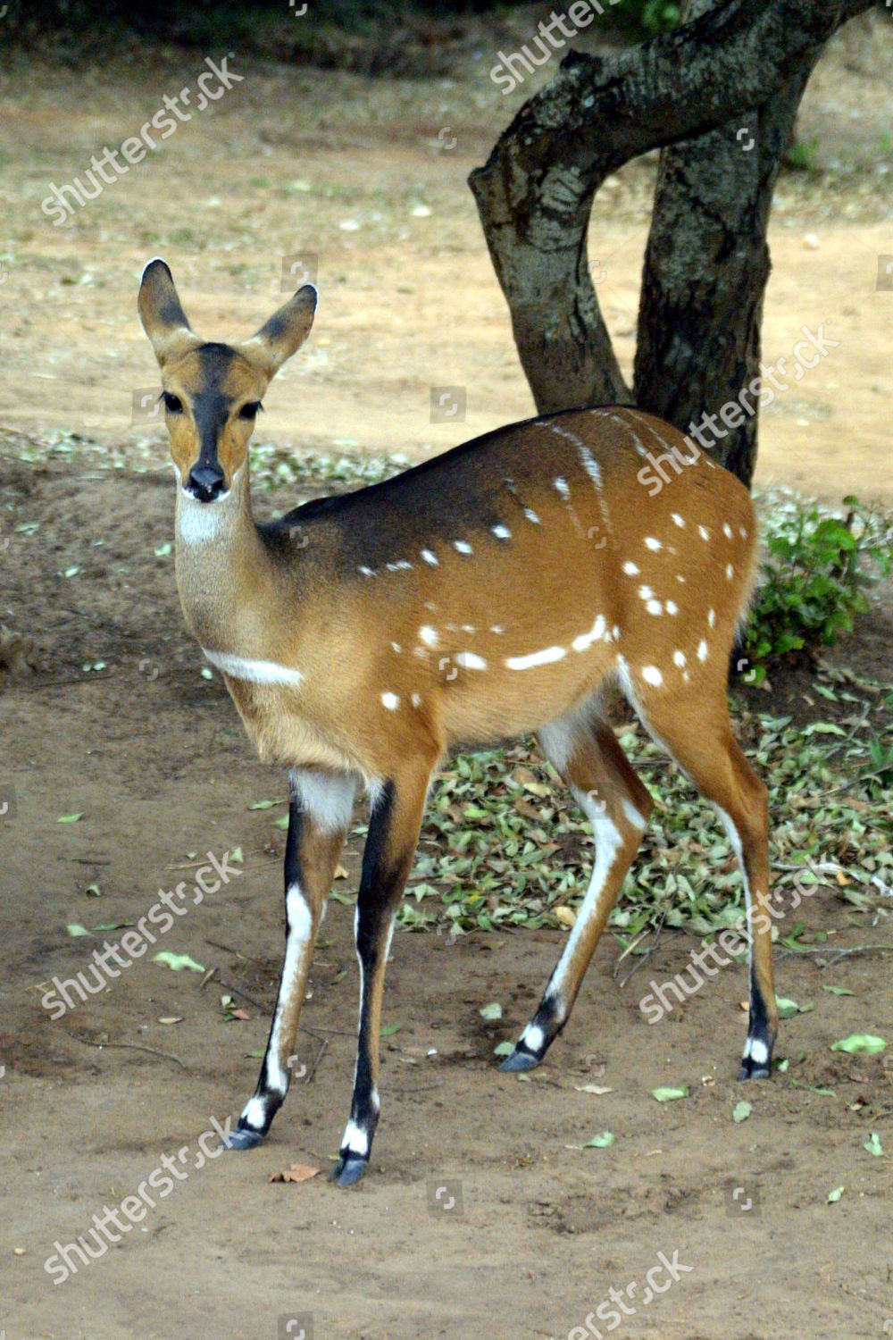 Bushbuck Murchson Falls National Park Uganda Editorial Stock Photo ...