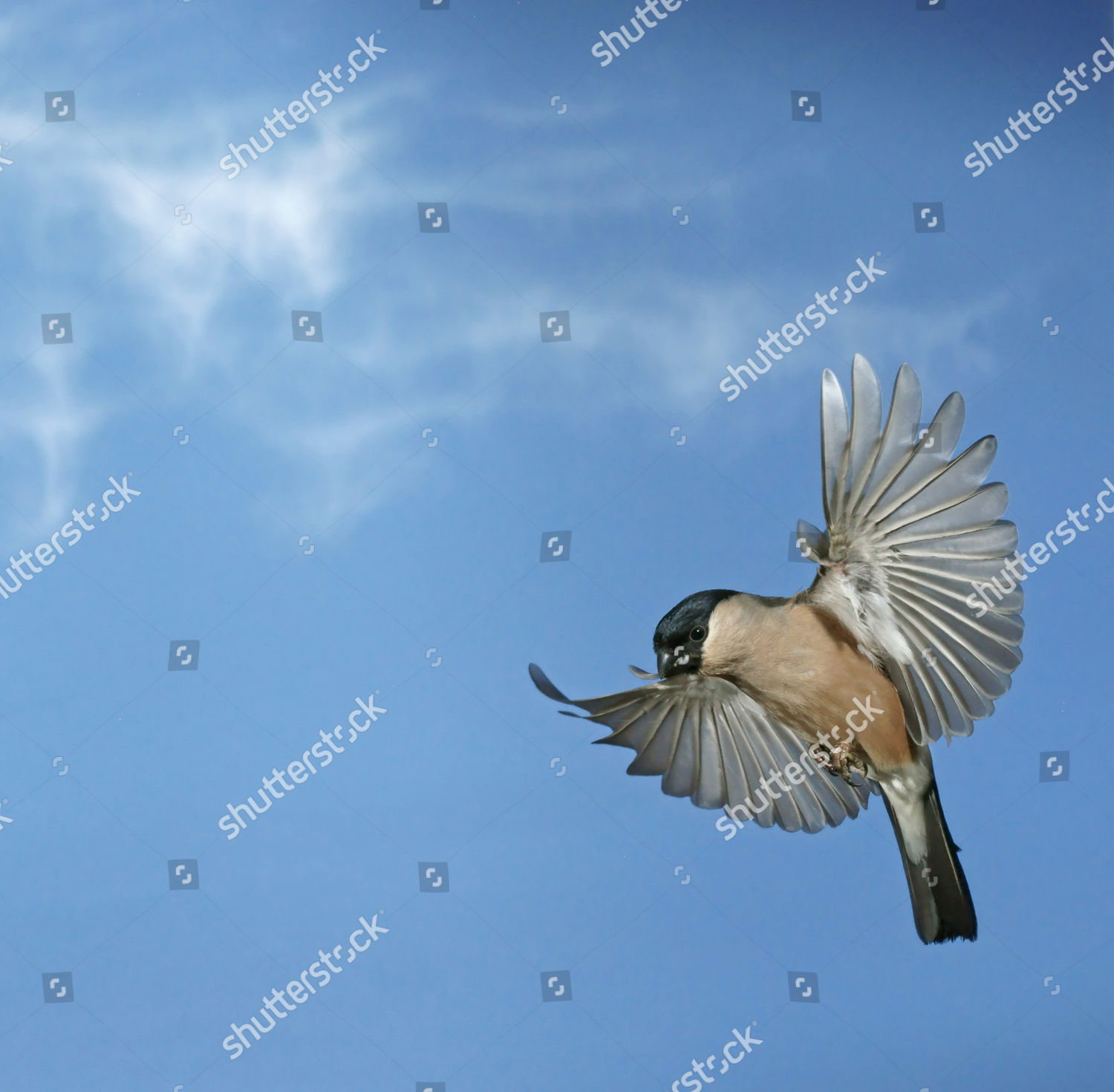 Bullfinch Pyrrhula Pyrrhula Female Flight Editorial Stock Photo - Stock ...