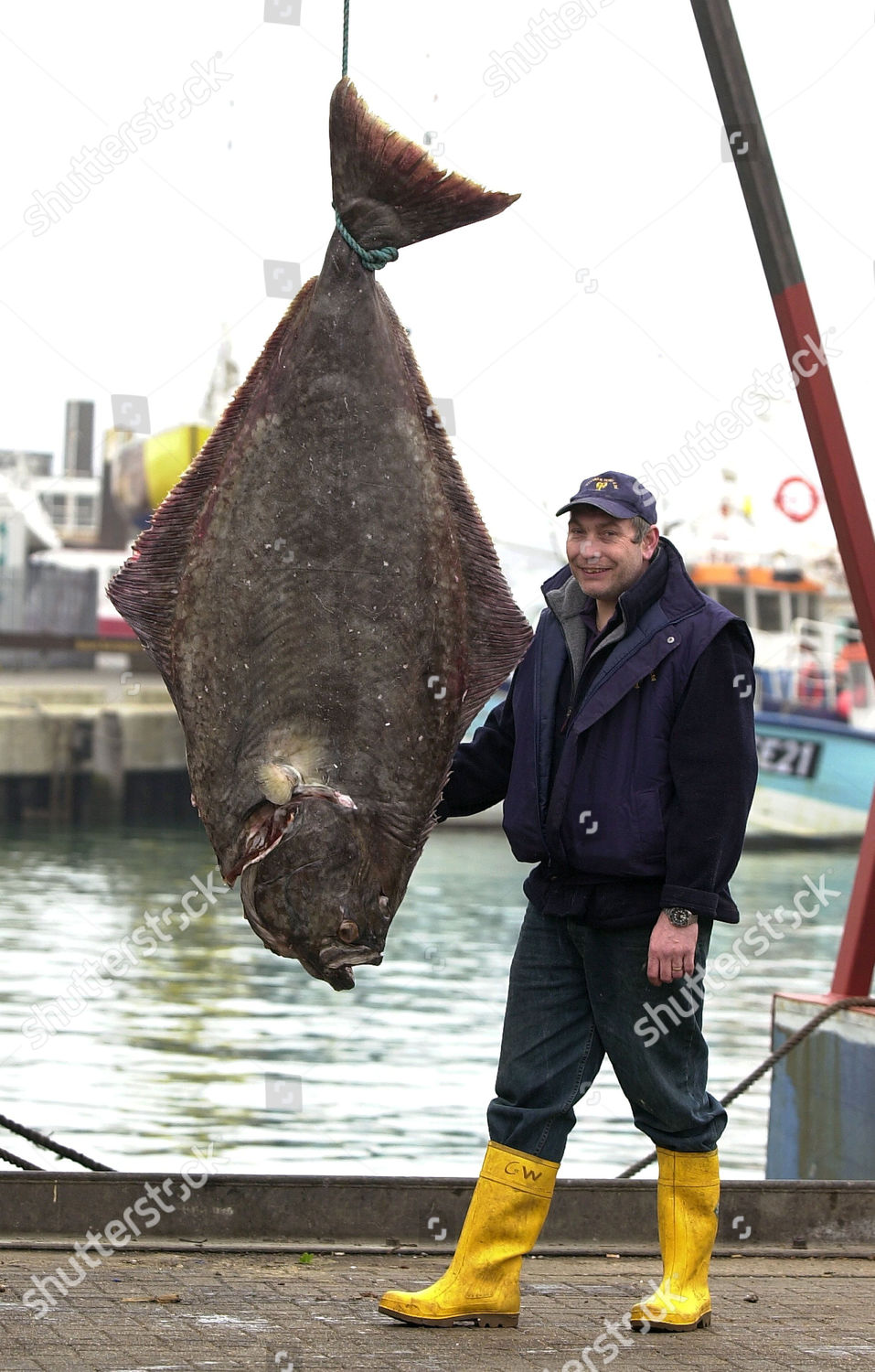 Charlie Weekes Camber Docks Giant Halibut Editorial Stock Photo - Stock ...