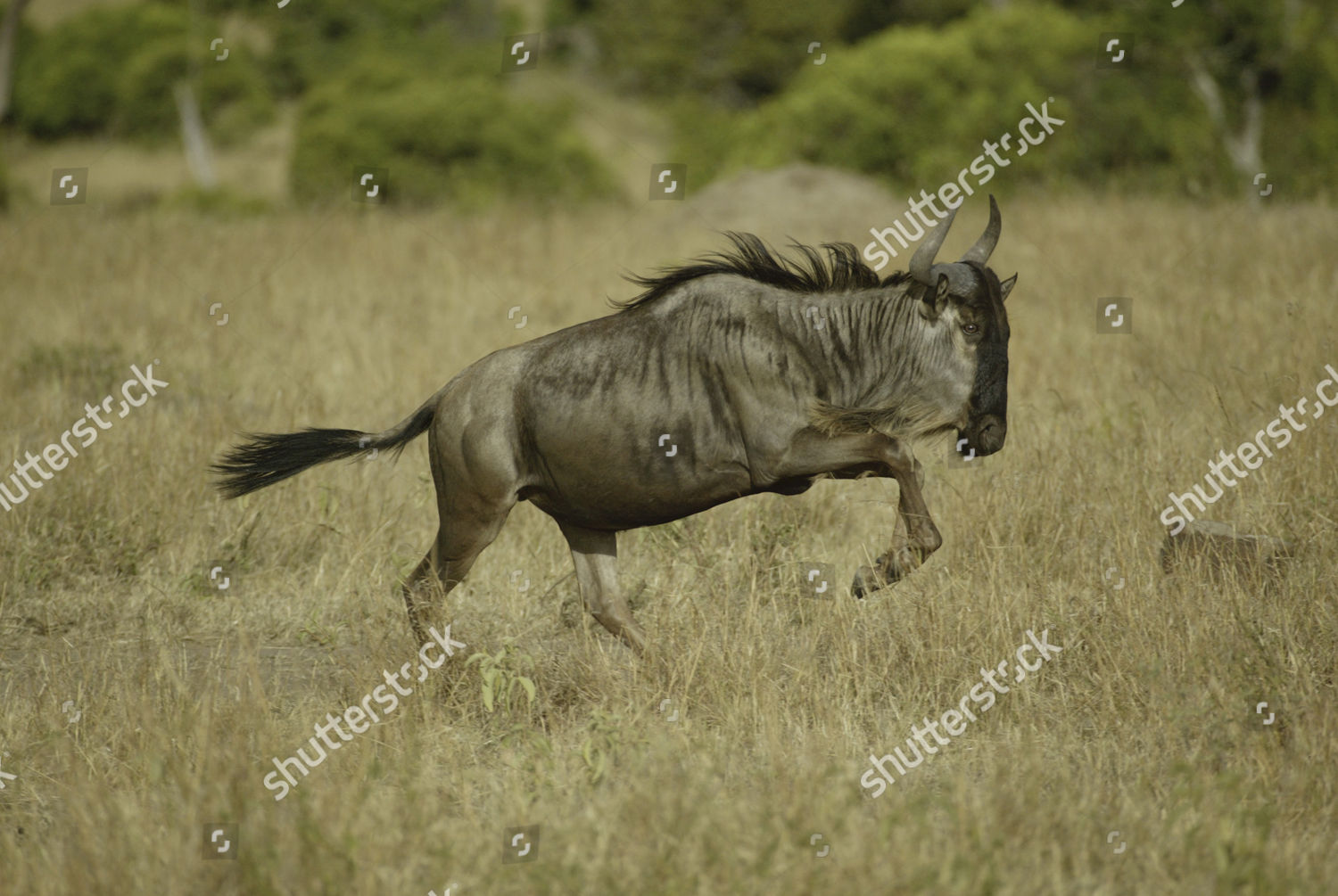 Eastern Wildebeest Connochaetus Taurinus Albojubatus Adult Editorial ...