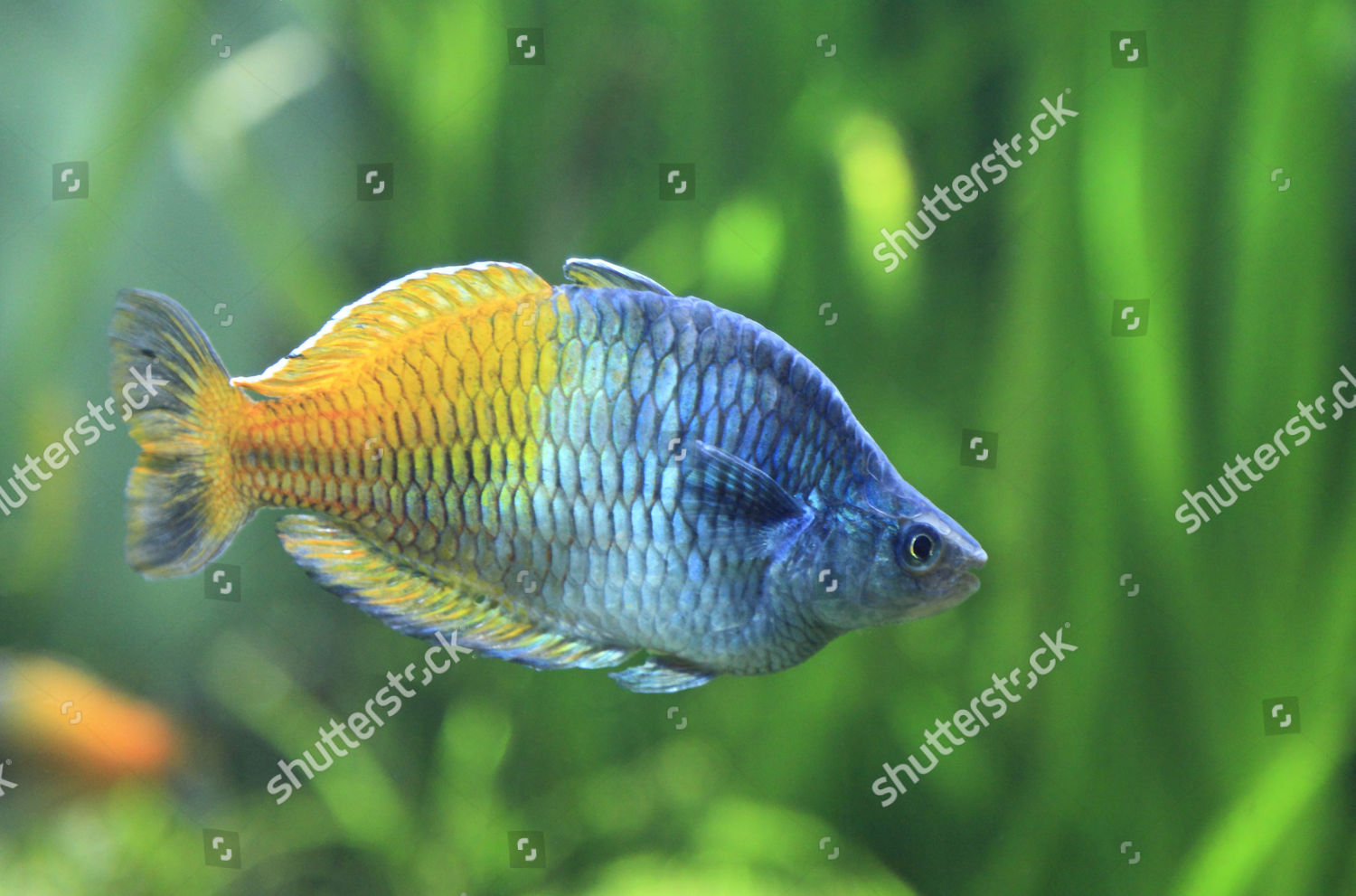 Boesemans Rainbowfish Melanotaenia Boesemani Editorial Stock Photo ...