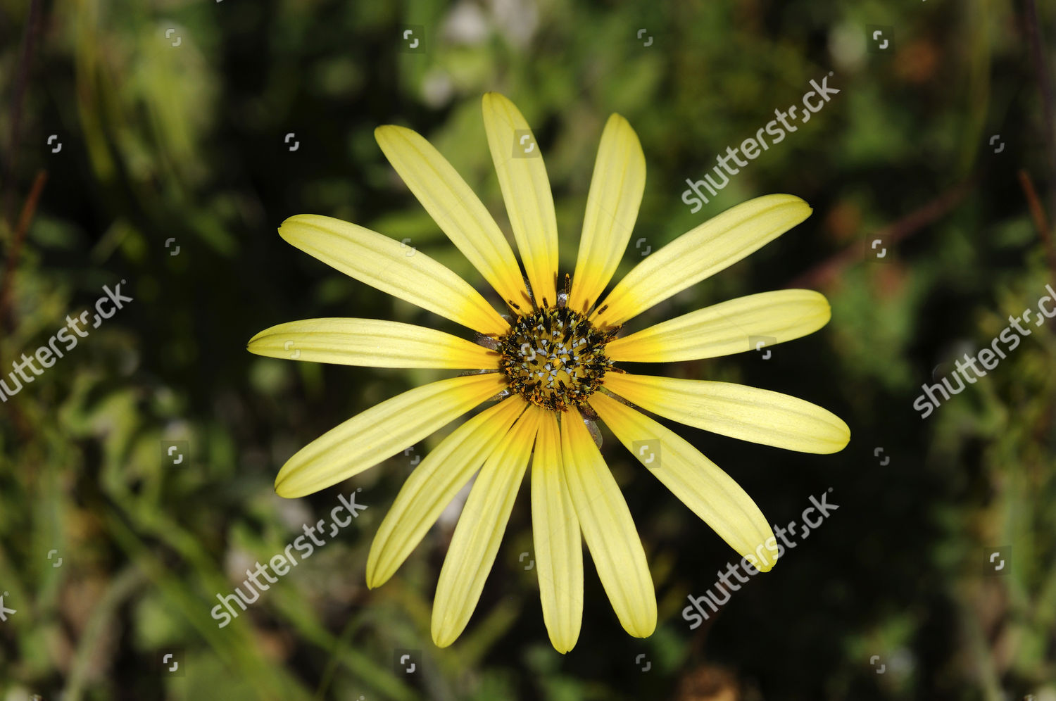 Cape Dandelion Cape Weed Arctotheca Calendula Editorial Stock Photo ...