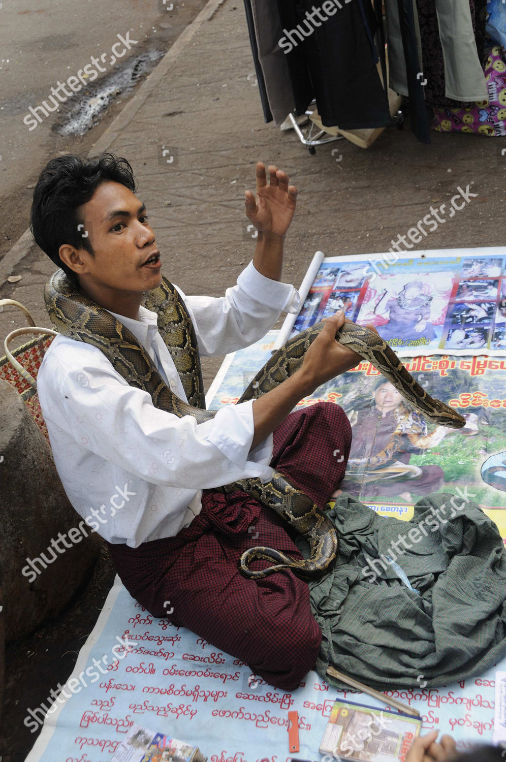 Man Holding Tiger Python Python Molurus Editorial Stock Photo - Stock ...