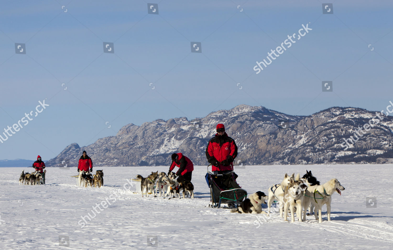 Model Released Men Mushers Dog Sleds Editorial Stock Photo - Stock ...