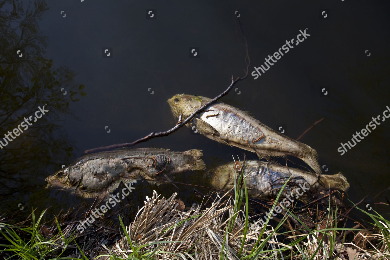 Dead Silver Carp Lake Fish Mortality Editorial Stock Photo - Stock ...