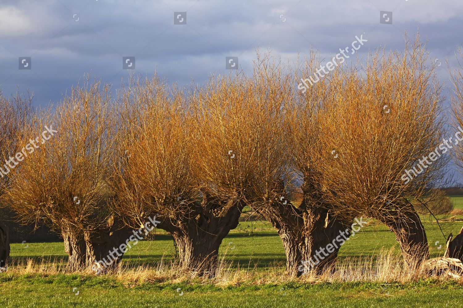 Pollarded Willows Salix Spec Evening Light Editorial Stock Photo ...