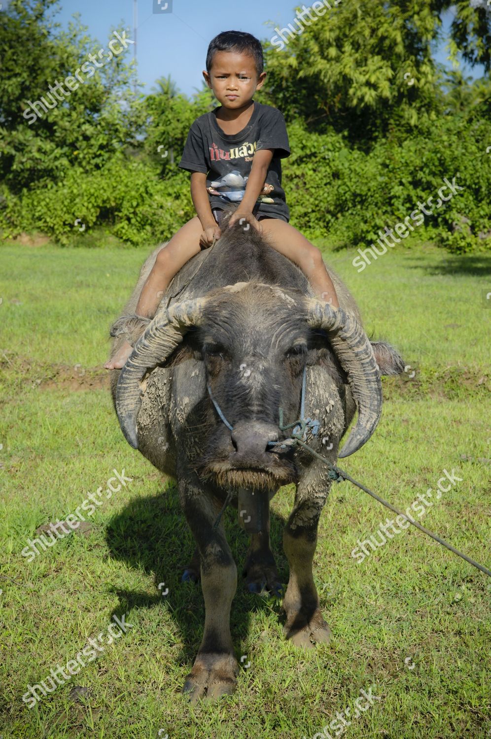 Child Riding On Buffalo On Paddy Editorial Stock Photo - Stock Image ...