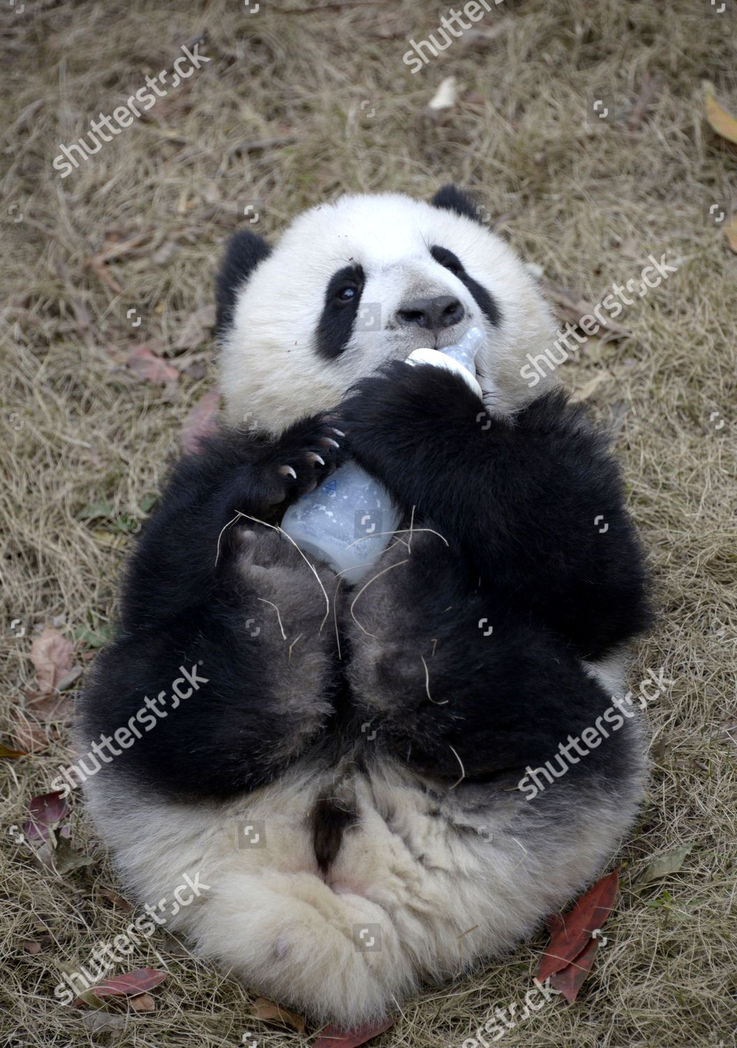 Young Panda Drinks Milks Bottle Editorial Stock Photo - Stock Image ...