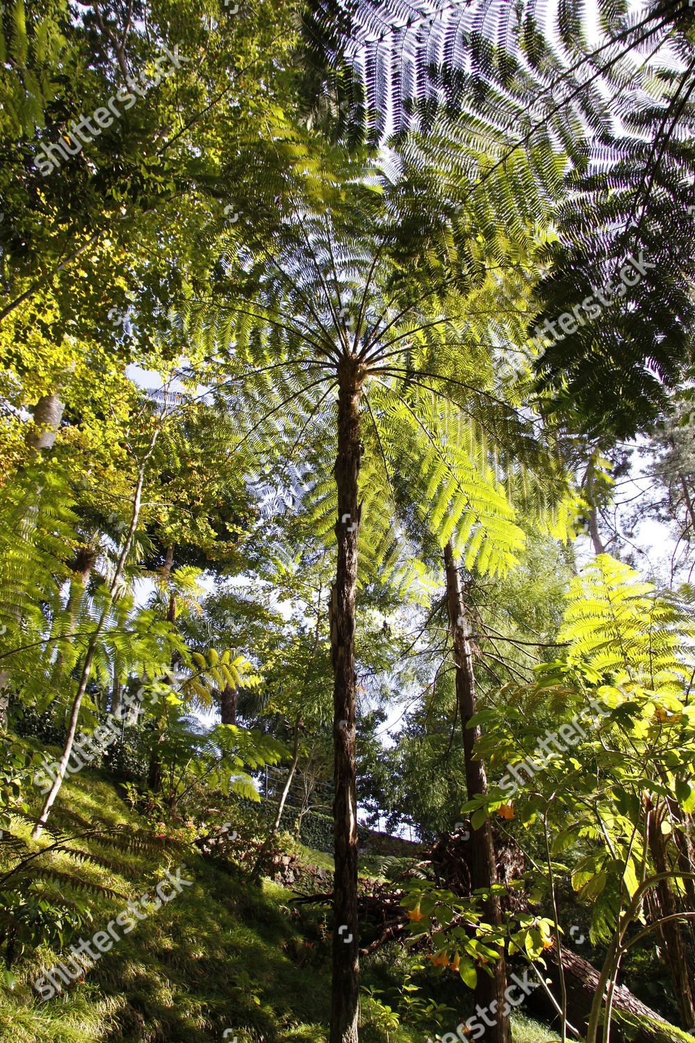 Australian Tree Ferns South African Bread Editorial Stock Photo - Stock ...