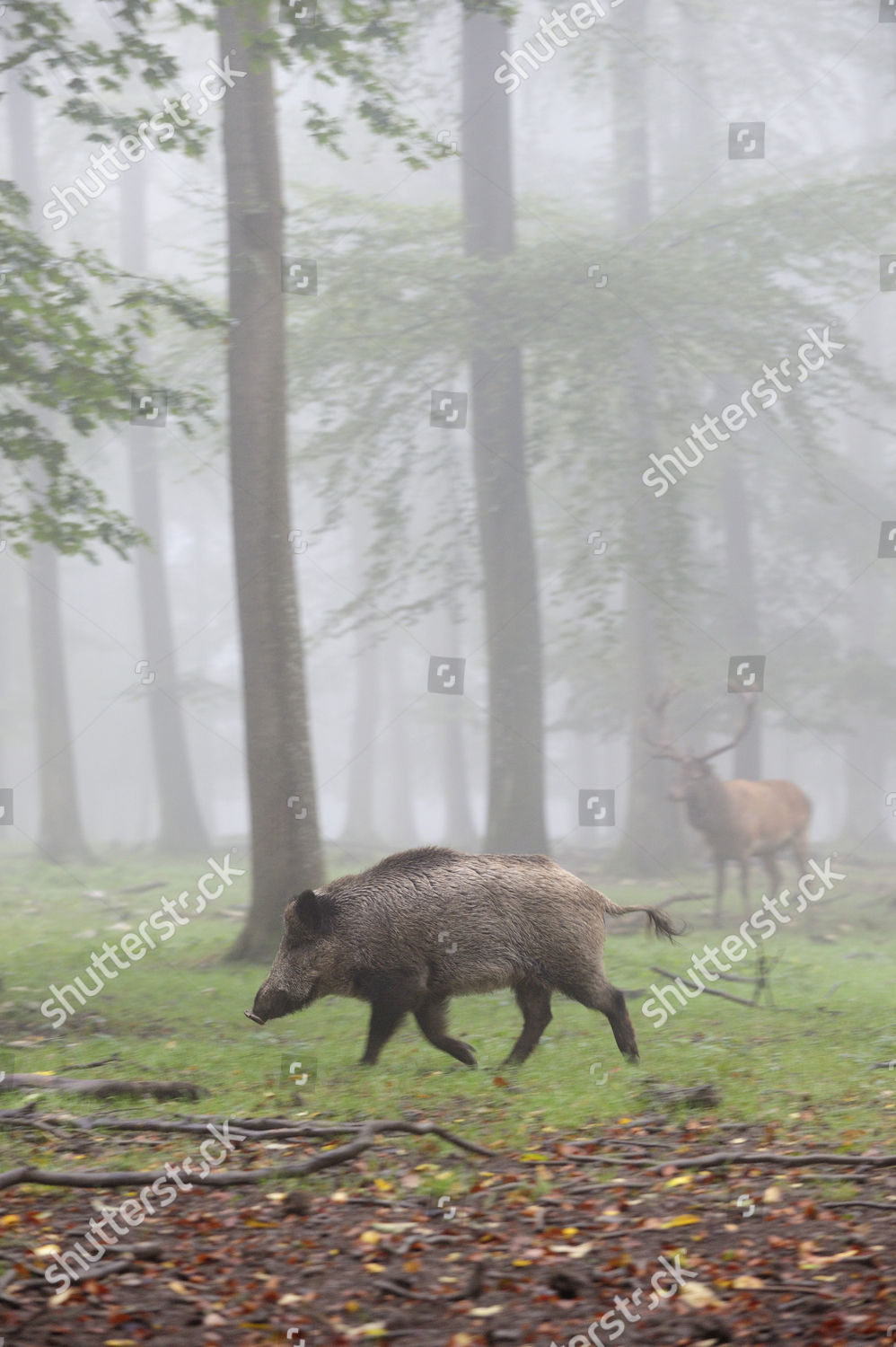Wild Boar Sus Scrofa Deer Cervus Editorial Stock Photo - Stock Image ...