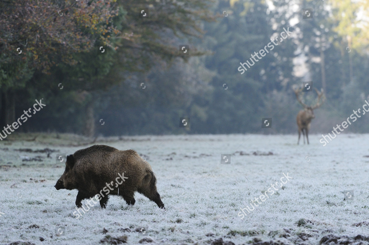 Wild Boar Sus Scrofa Deer Back Editorial Stock Photo - Stock Image ...