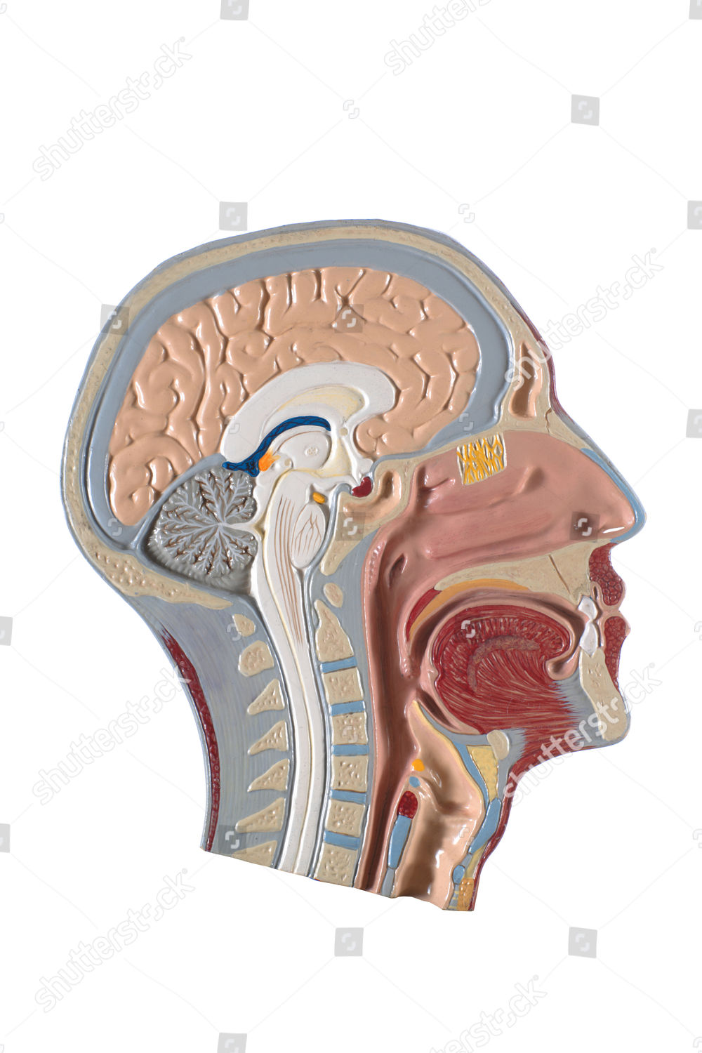 Anatomical Model Head Brain Respiratory Tract Editorial Stock Photo ...