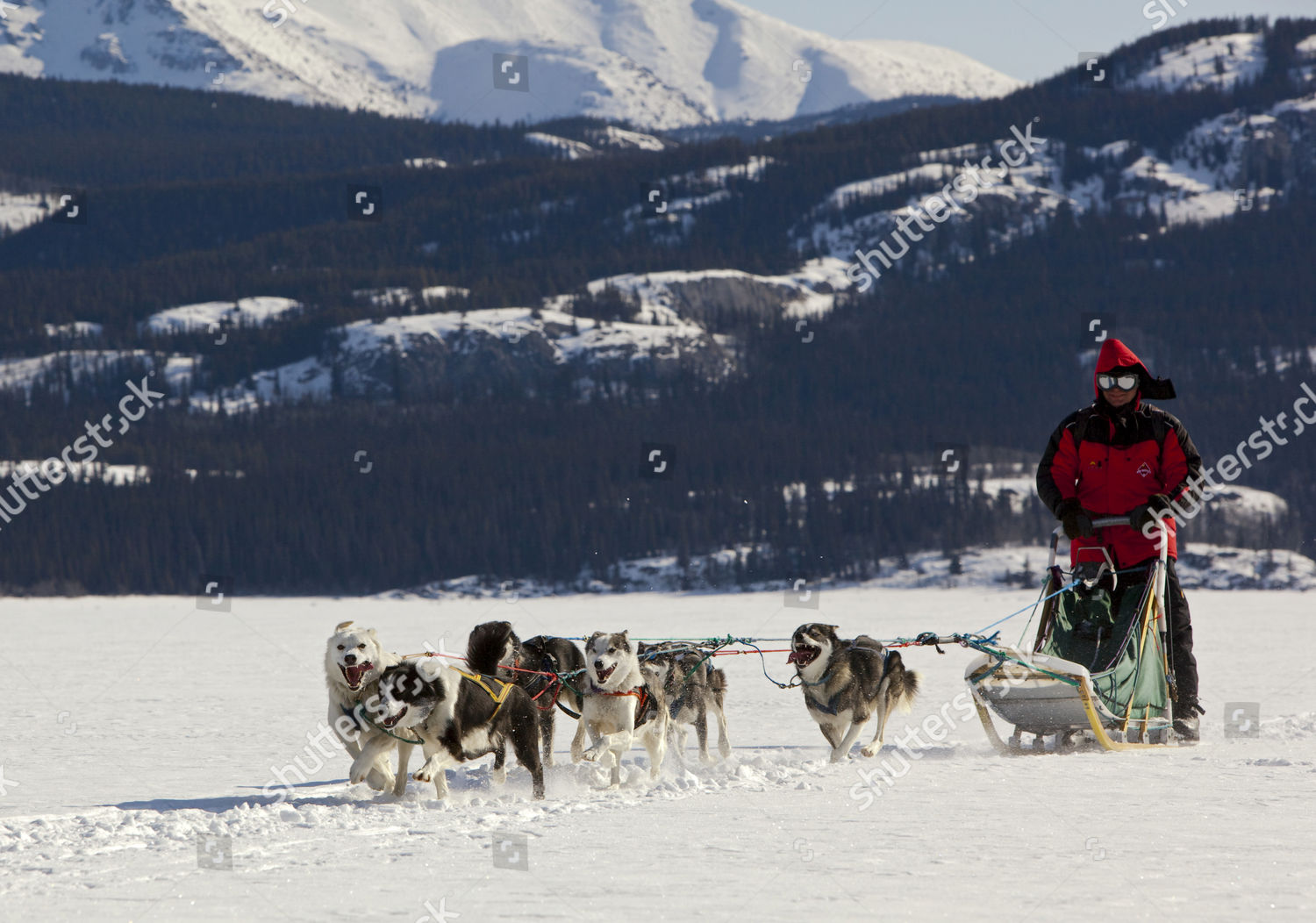 Model Released Man Musher Running Driving Editorial Stock Photo - Stock ...