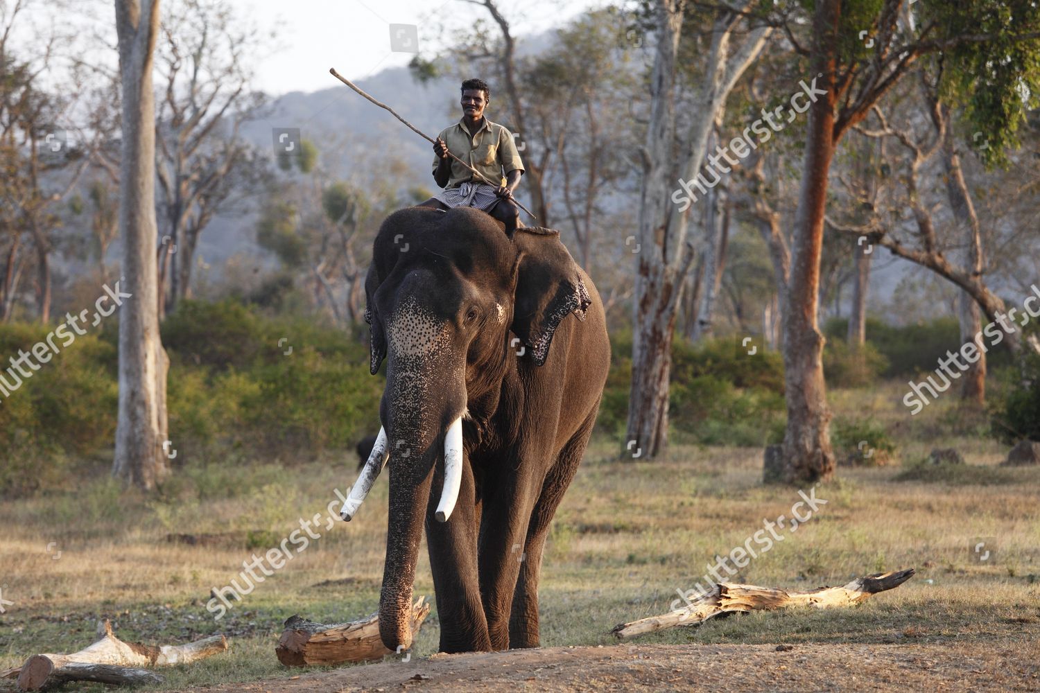 Mahut Riding Elephant Asian Asiatic Indian Editorial Stock Photo ...