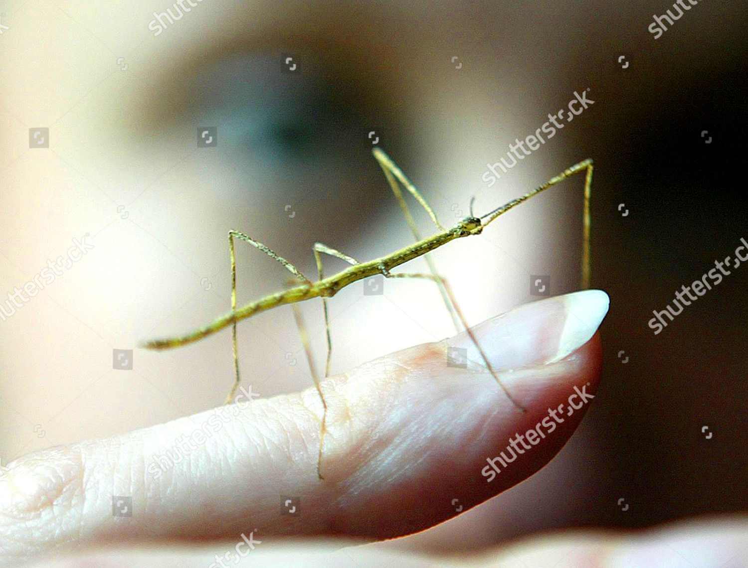 Twiggy Longest Stick Insect Egg 4mm Editorial Stock Photo - Stock Image ...