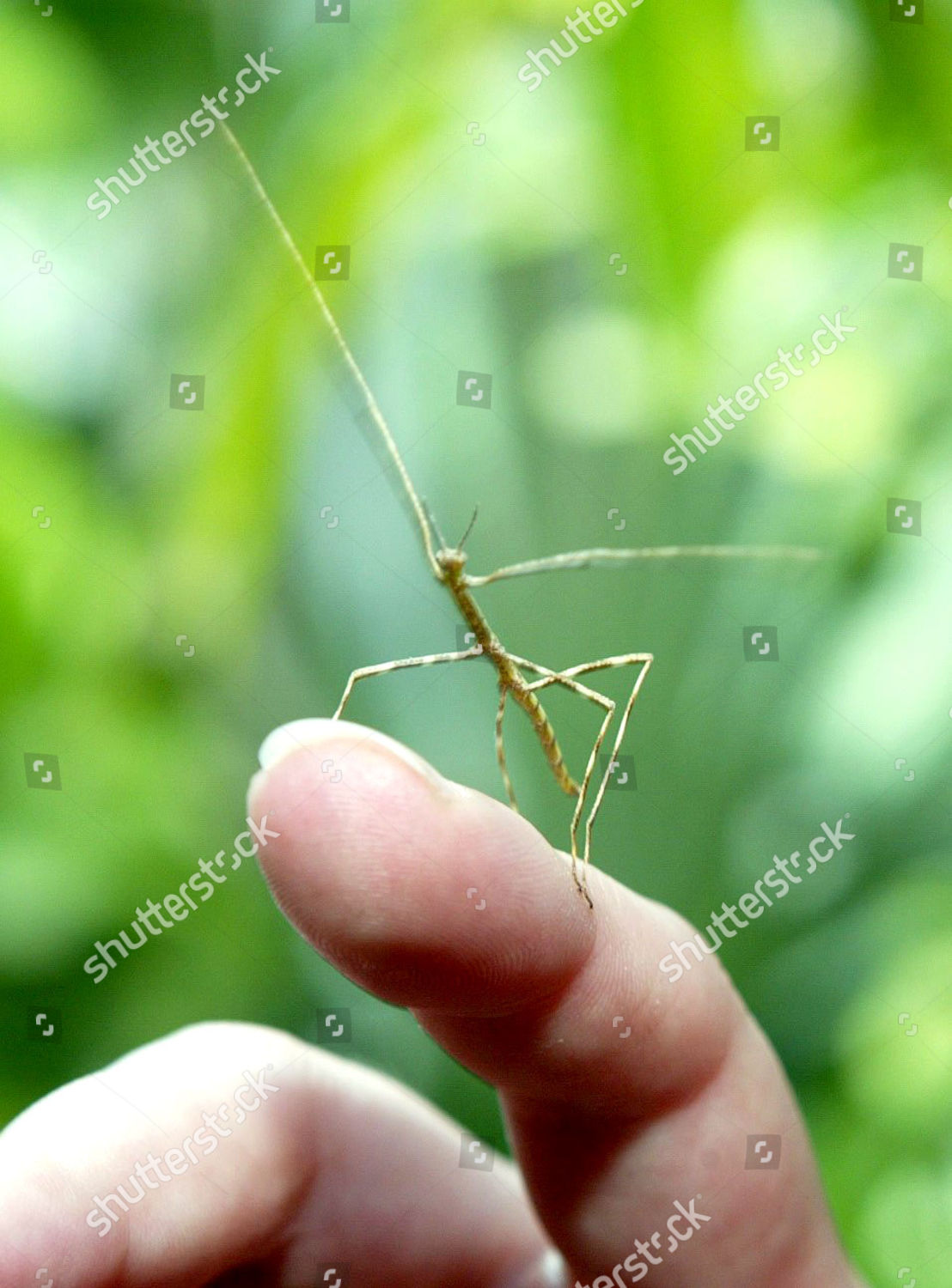 Twiggy Longest Stick Insect Egg 4mm Editorial Stock Photo - Stock Image ...