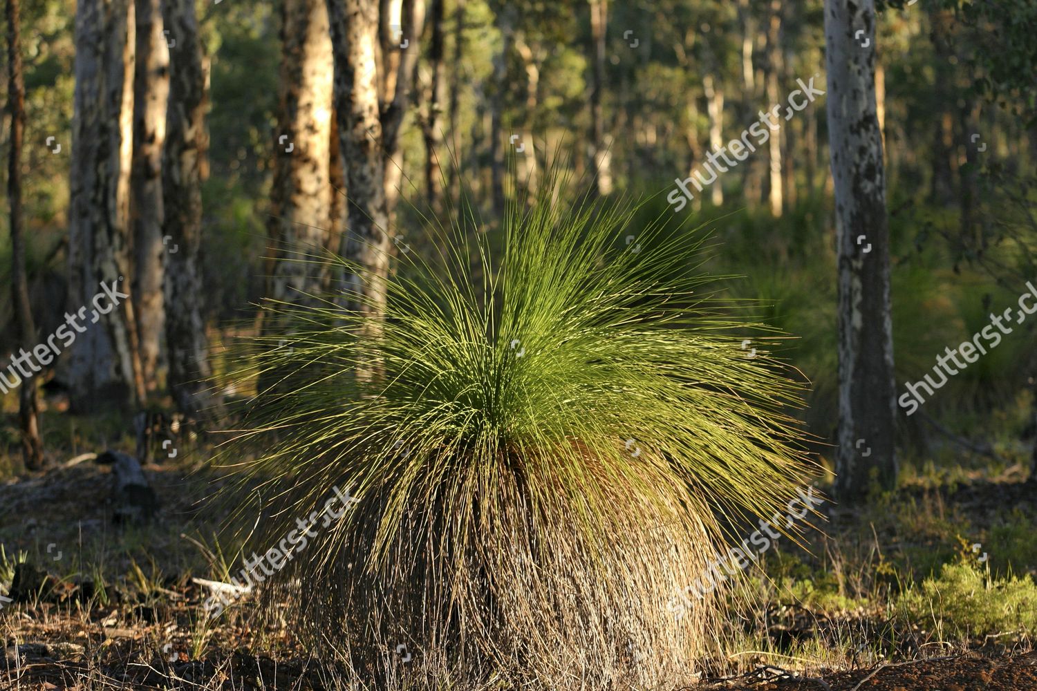 Grass Tree Xanthorrhoea Preissii Australian Bushland Editorial Stock ...