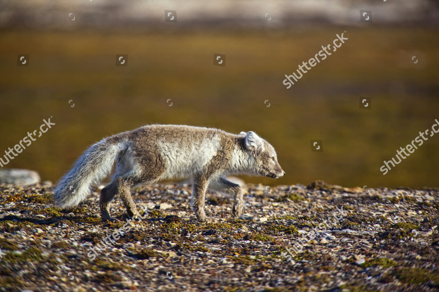 Arctic Fox Alopex Lagopus Svalbard Spitsbergen Editorial Stock Photo ...