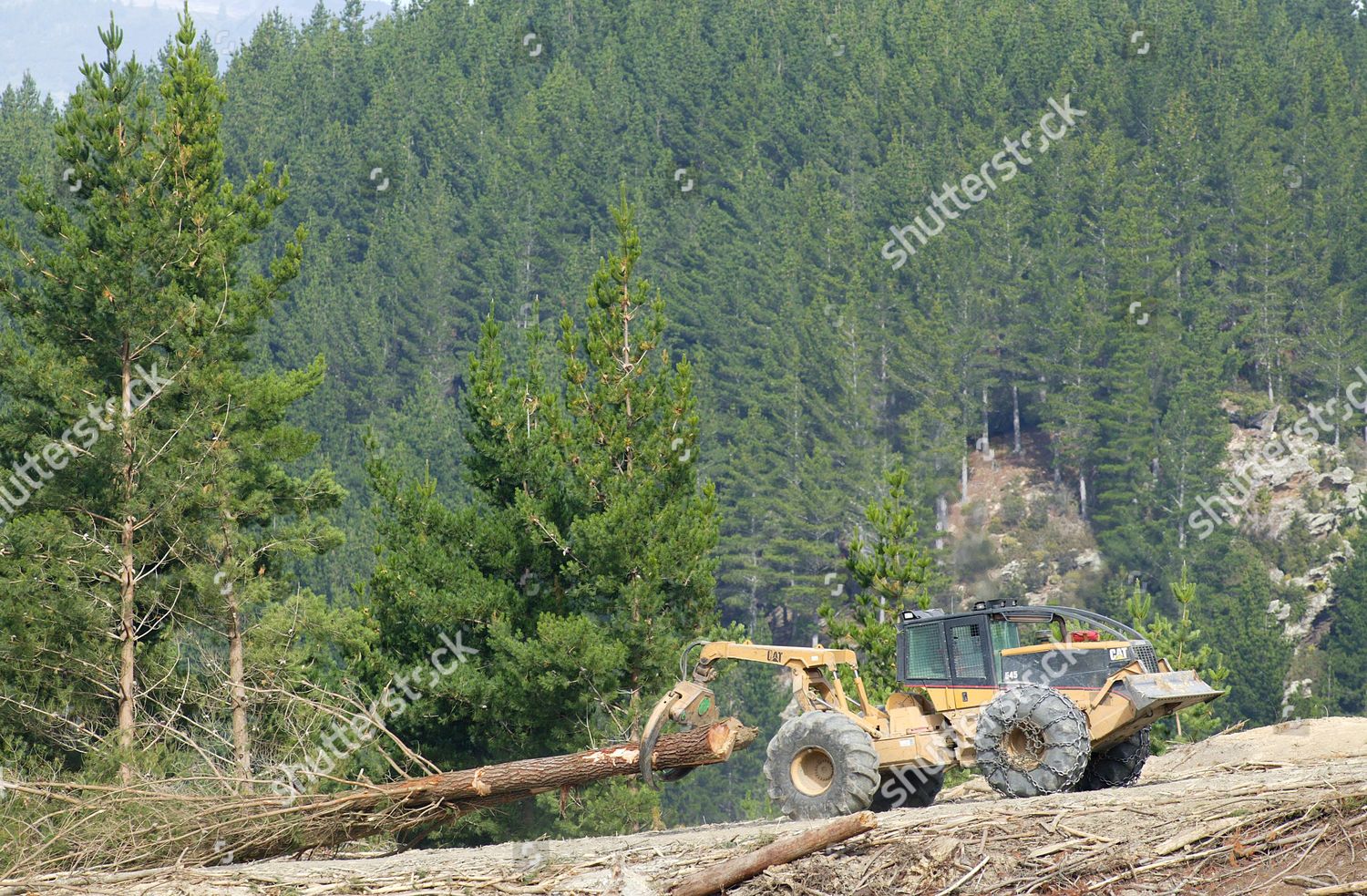 New Zealand Forestry Harvesting Douglas Fir Editorial Stock Photo ...