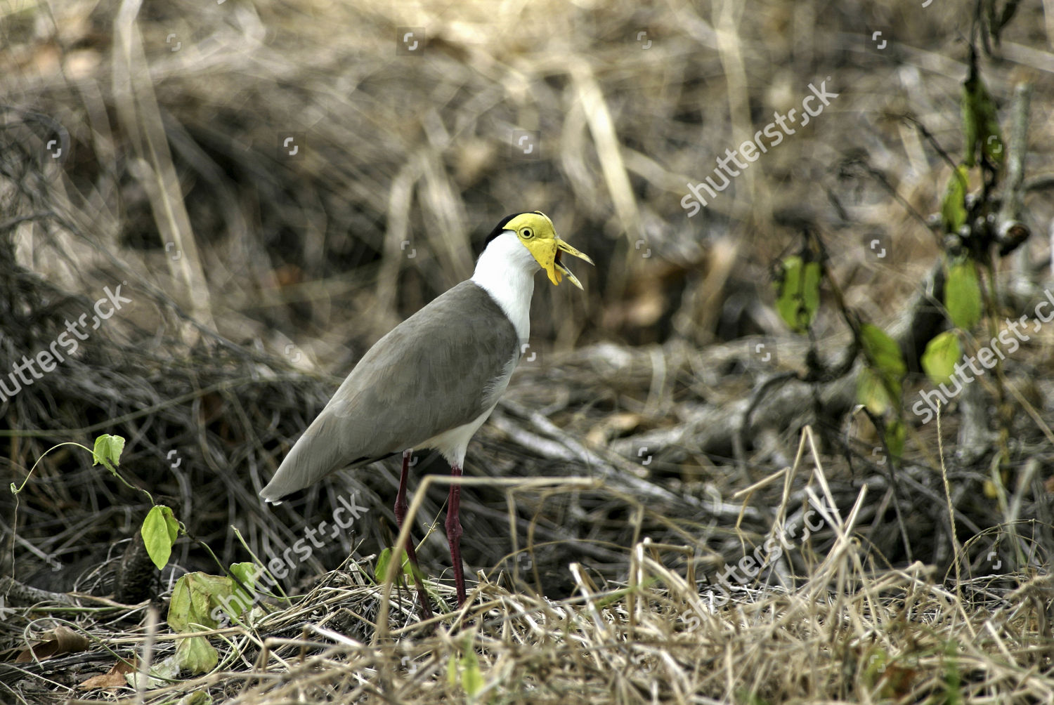 Masked Lapwing Masked Plover Spurwinged Plover Editorial Stock Photo ...