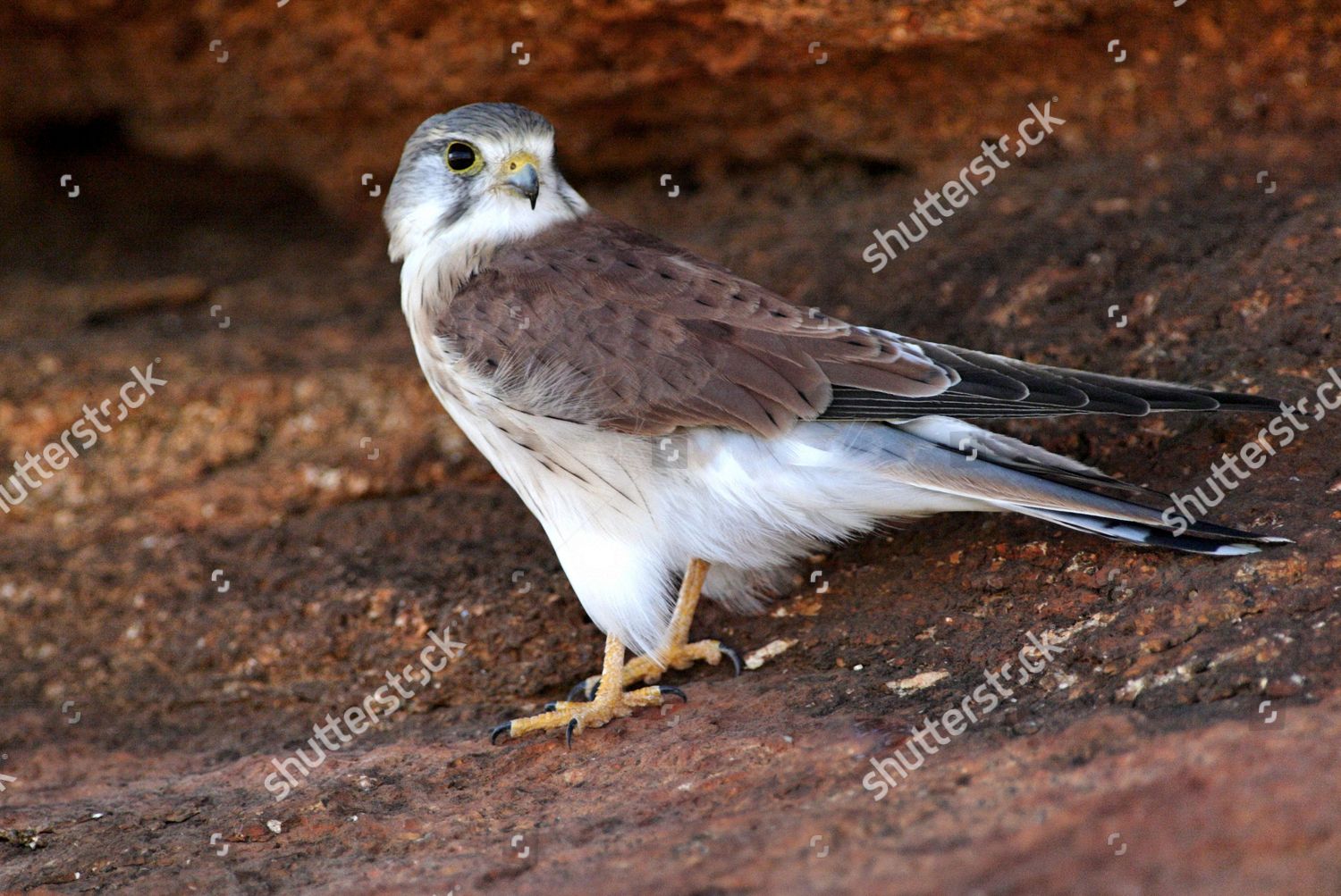 Australian Kestrel Falco Cenchroides Northern Territory Editorial Stock ...