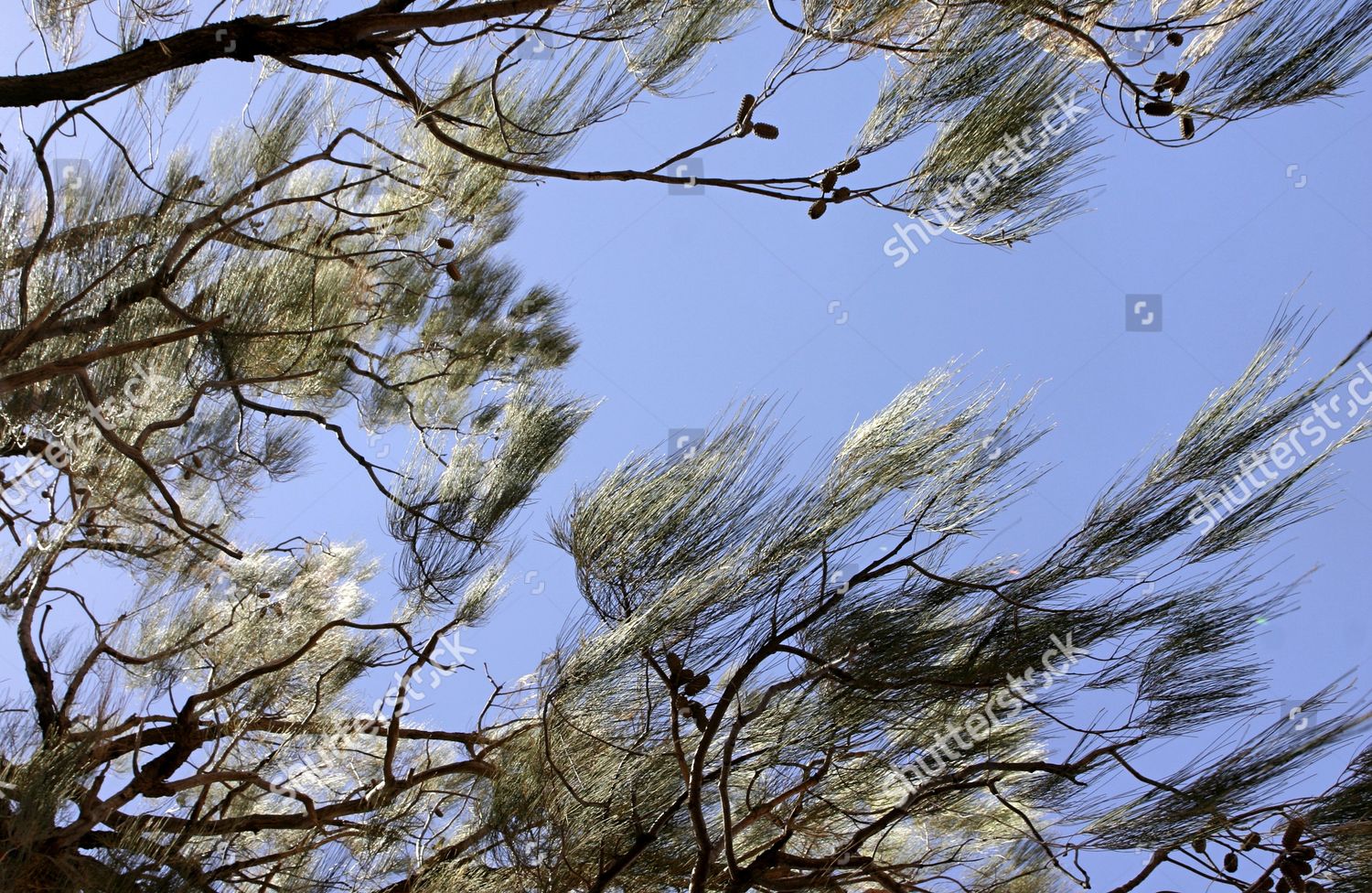 Desert Oak Tree Acacia Coriacea Branches Editorial Stock Photo - Stock ...
