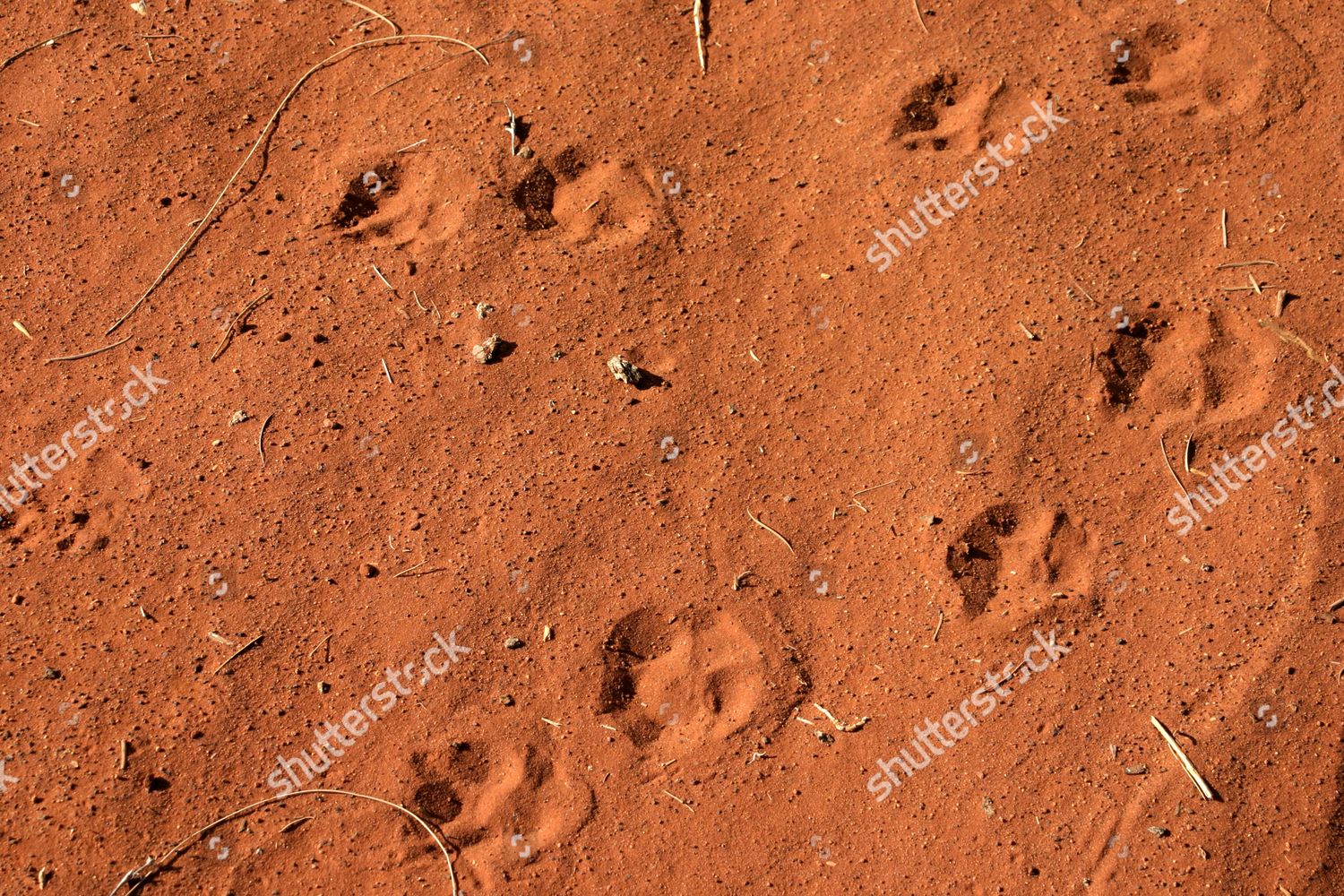 Dingo Footprints Red Desert Sand Northern Editorial Stock Photo - Stock ...