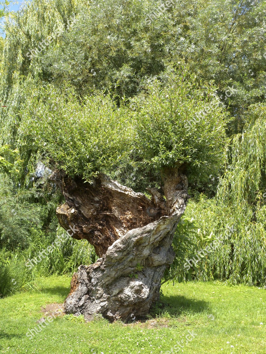 Gnarled Trunk Willow Reichenau Island Lake Editorial Stock Photo ...