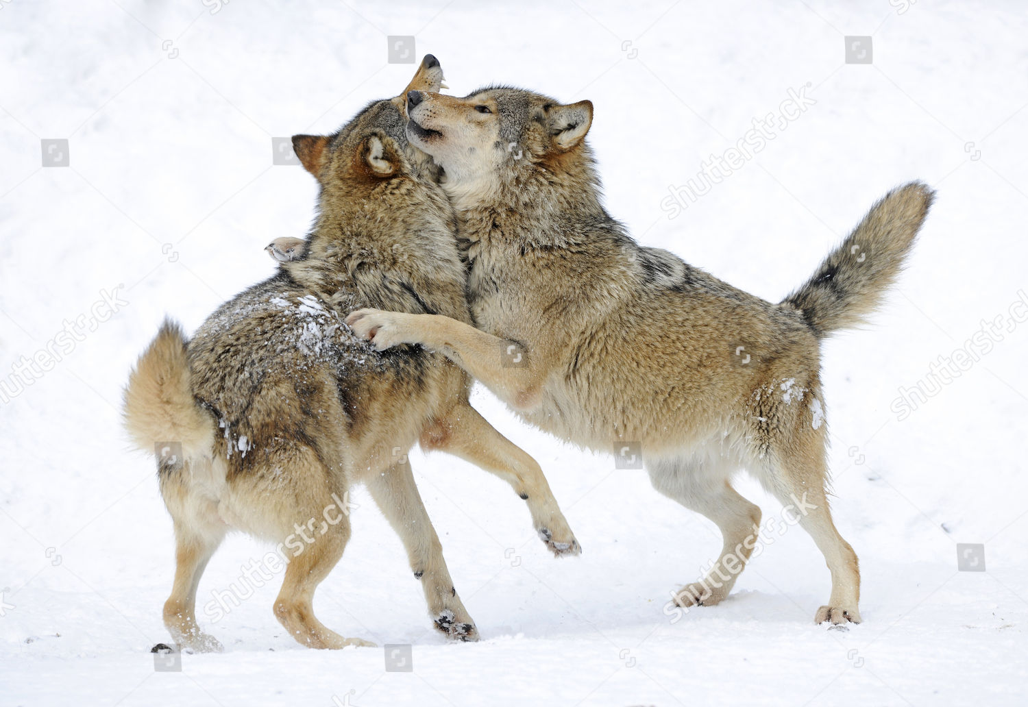Fighting Playing Wolves Cub Mackenzie Wolf Editorial Stock Photo ...