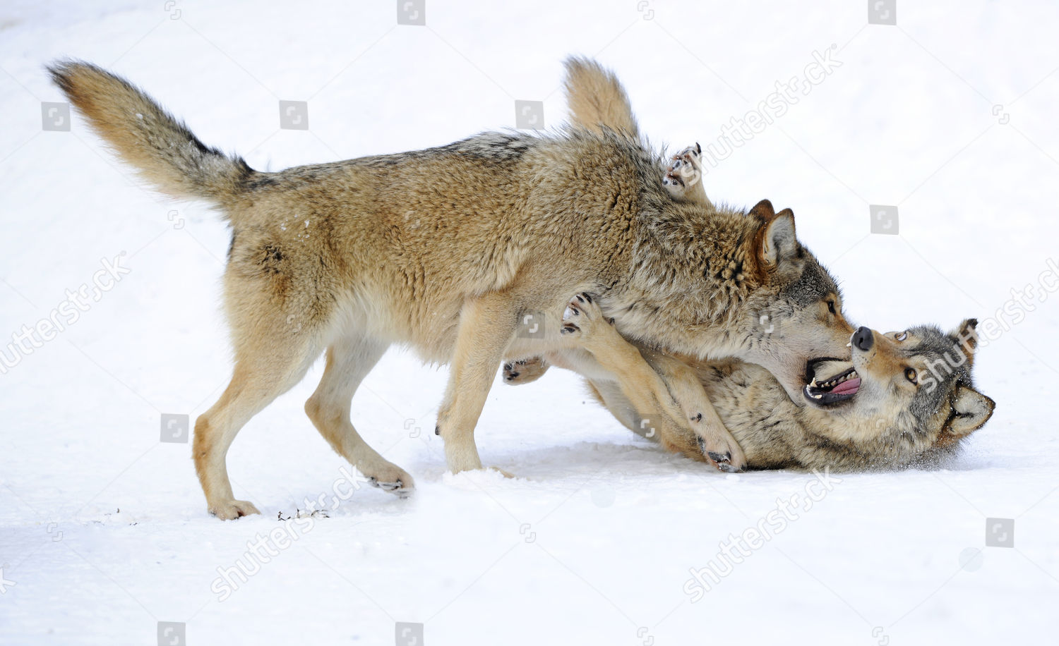 Fighting Playing Wolves Cub Mackenzie Wolf Editorial Stock Photo ...