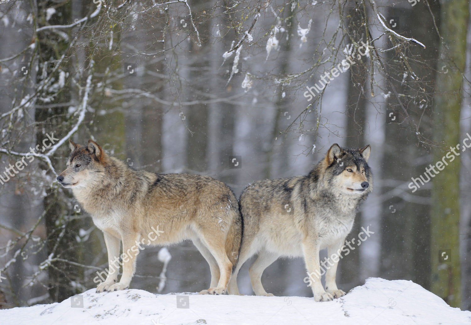 Mackenzie Wolf Alaskan Tundra Wolf Canadian Editorial Stock Photo ...