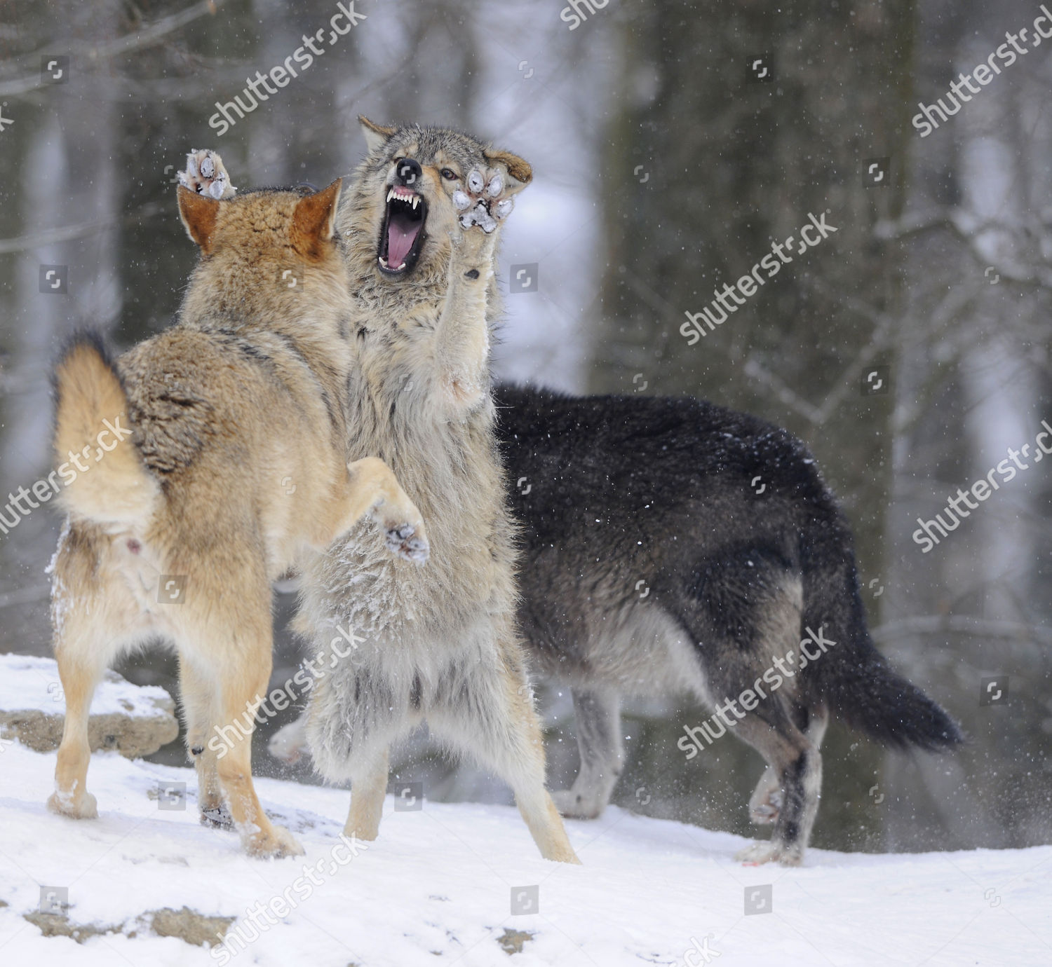 Wolves Fighting About Hierarchy Mackenzie Wolf Editorial Stock Photo ...